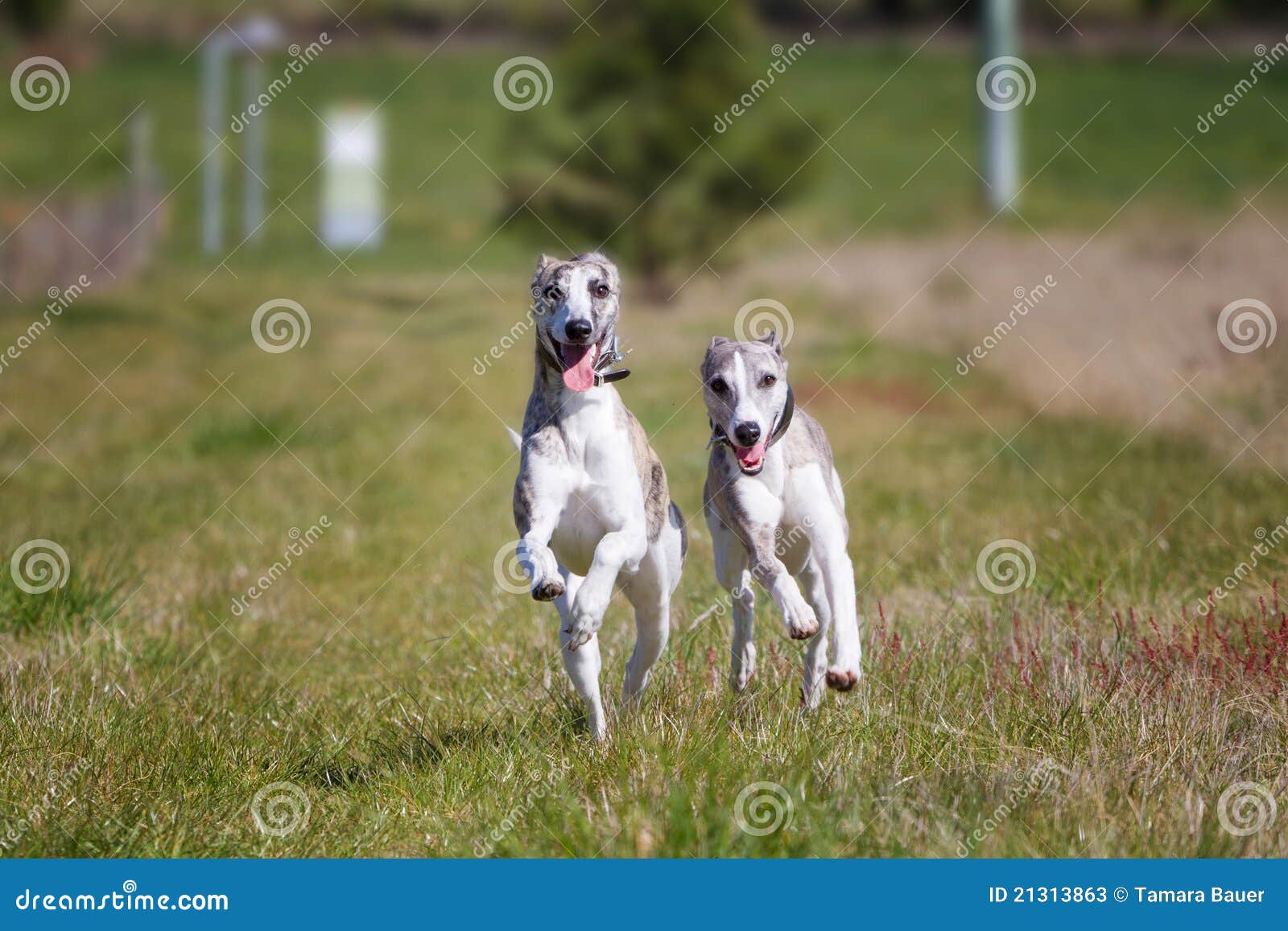 Happy dogs running stock image. Image of outdoor, animals - 21313863