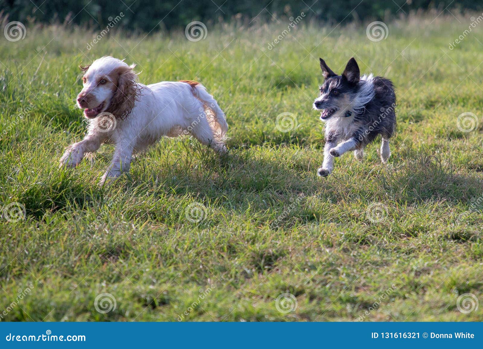 Happy Dogs Running Together in a Field Stock Image - Image of field ...