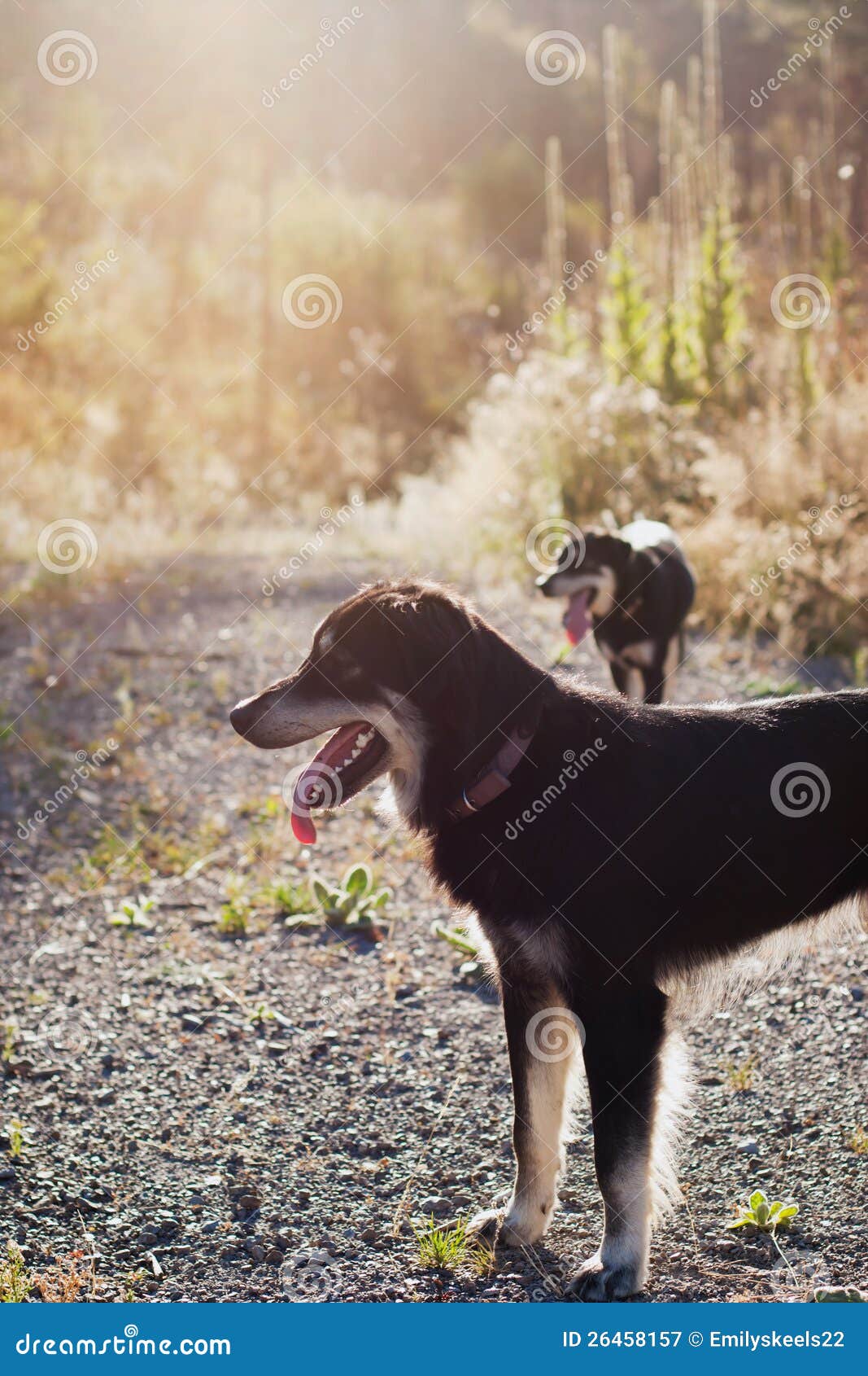 Happy Dogs in sunlight stock image. Image of mixedbreed - 26458157