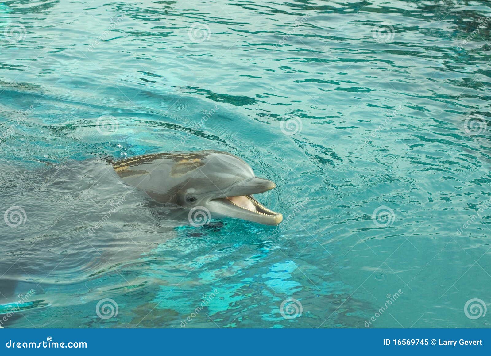 Happy dolphin stock image. Image of flipper, diving, blue - 16569745