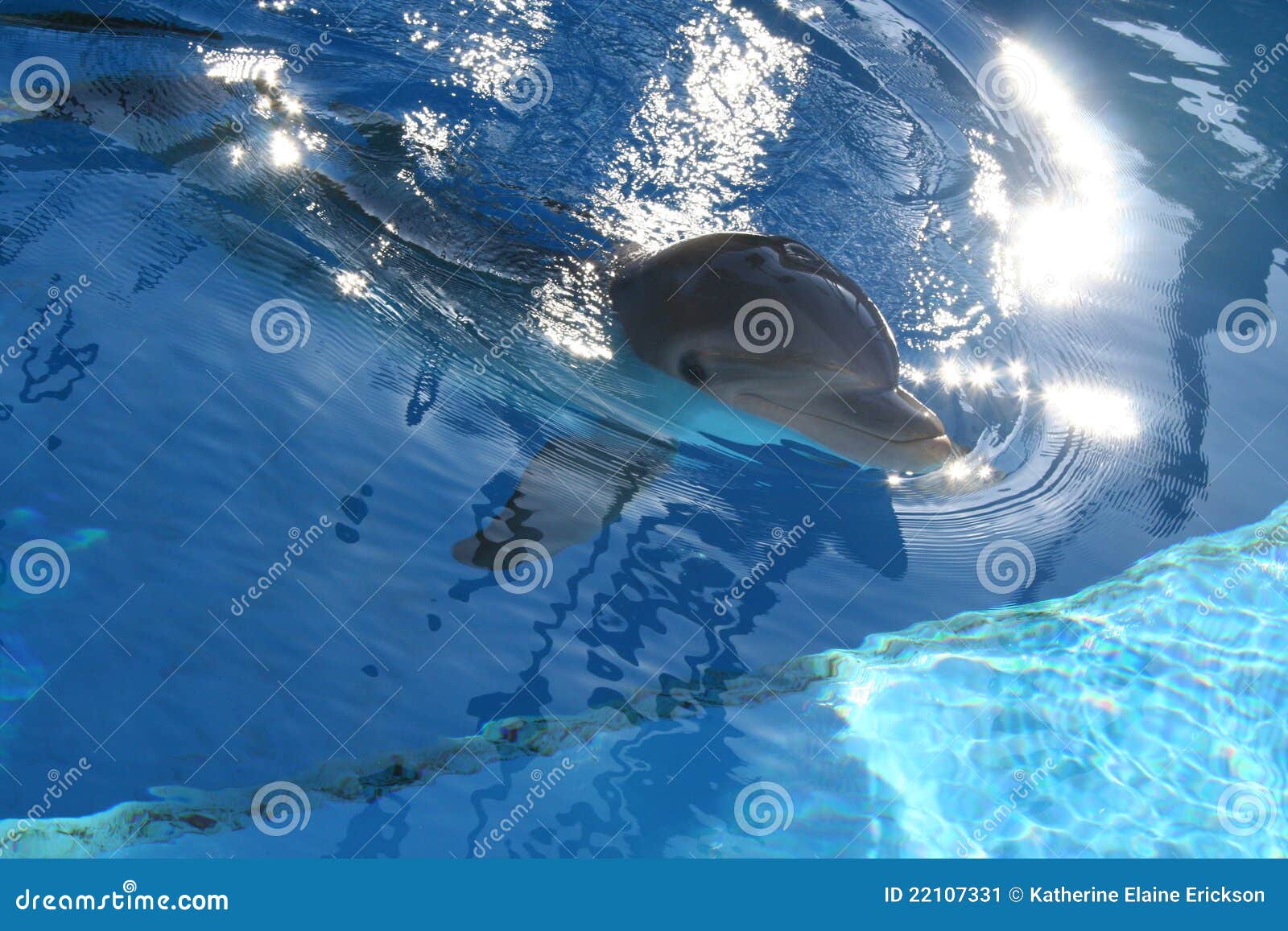 Happy Dolphin stock image. Image of mammal, destination - 22107331