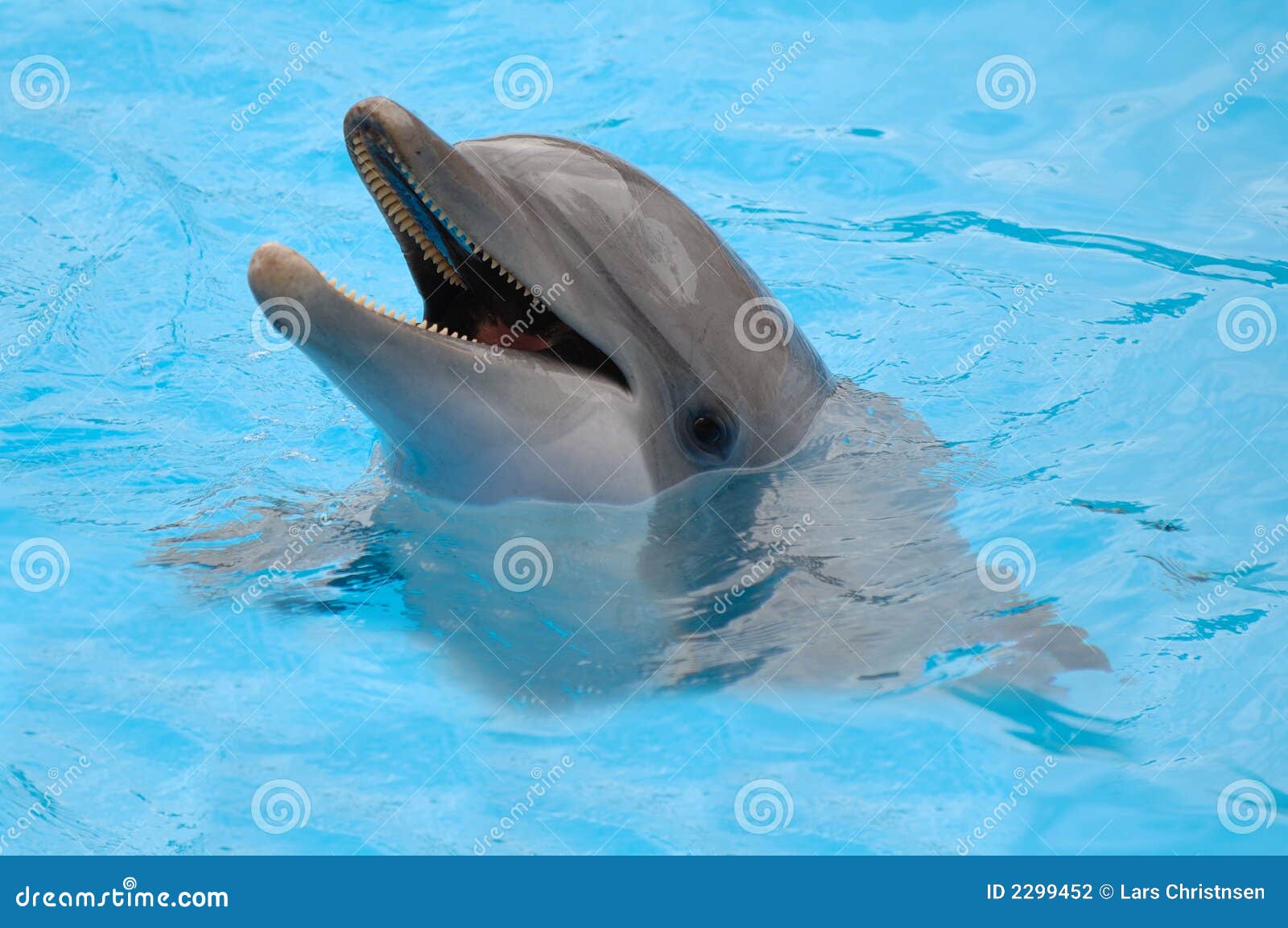 Happy dolphin stock photo. Image of gray, intelligence - 2299452