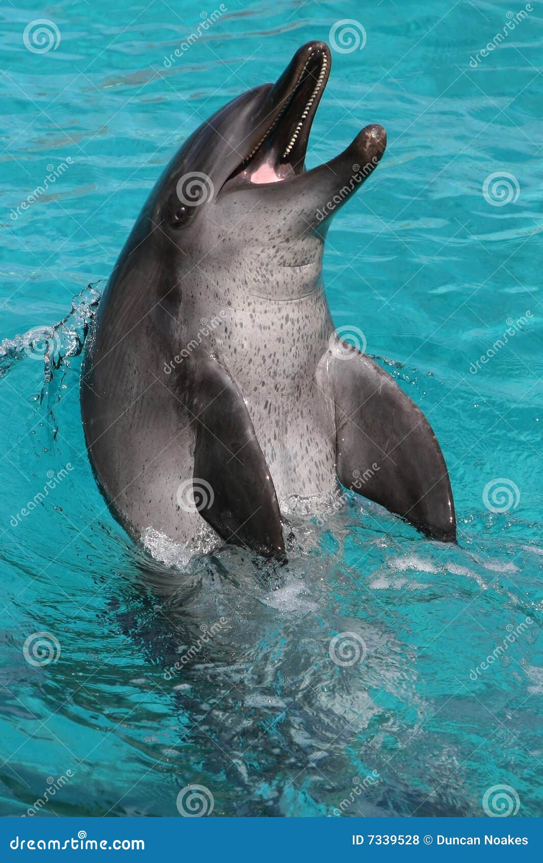 Happy Dolphin stock photo. Image of flipper, adorable - 7339528