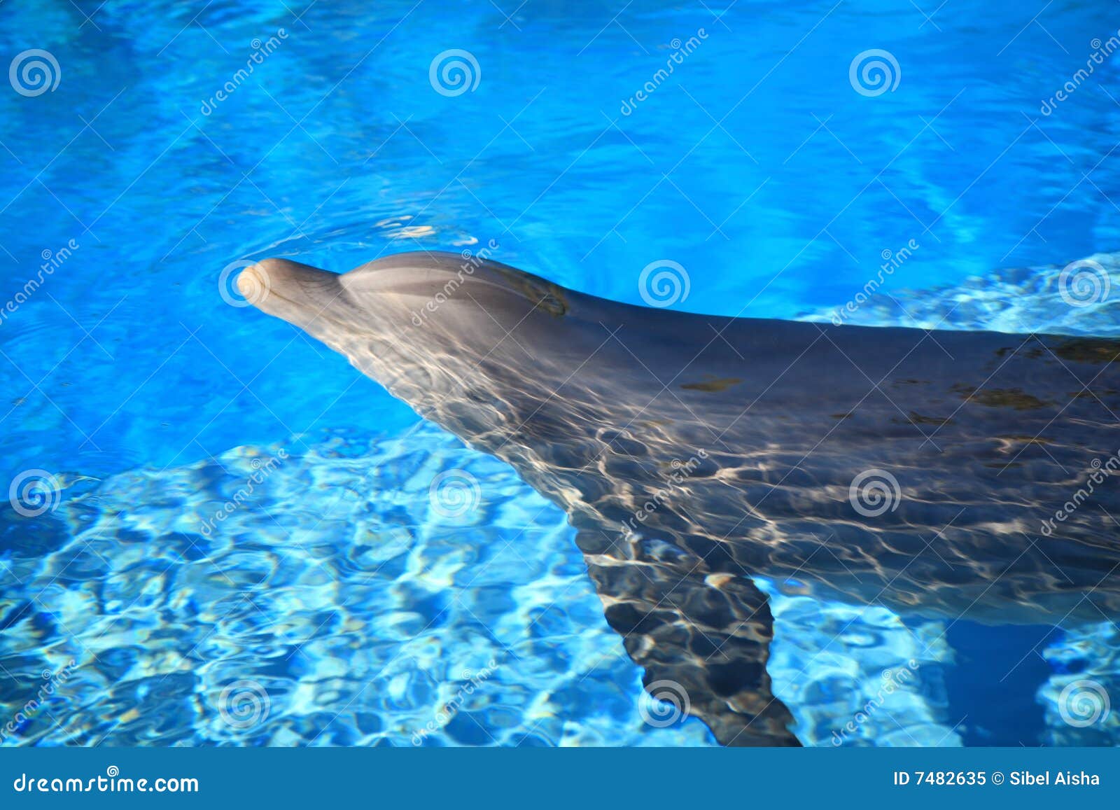 Happy Dolphin stock image. Image of emerging, horizontal - 7482635