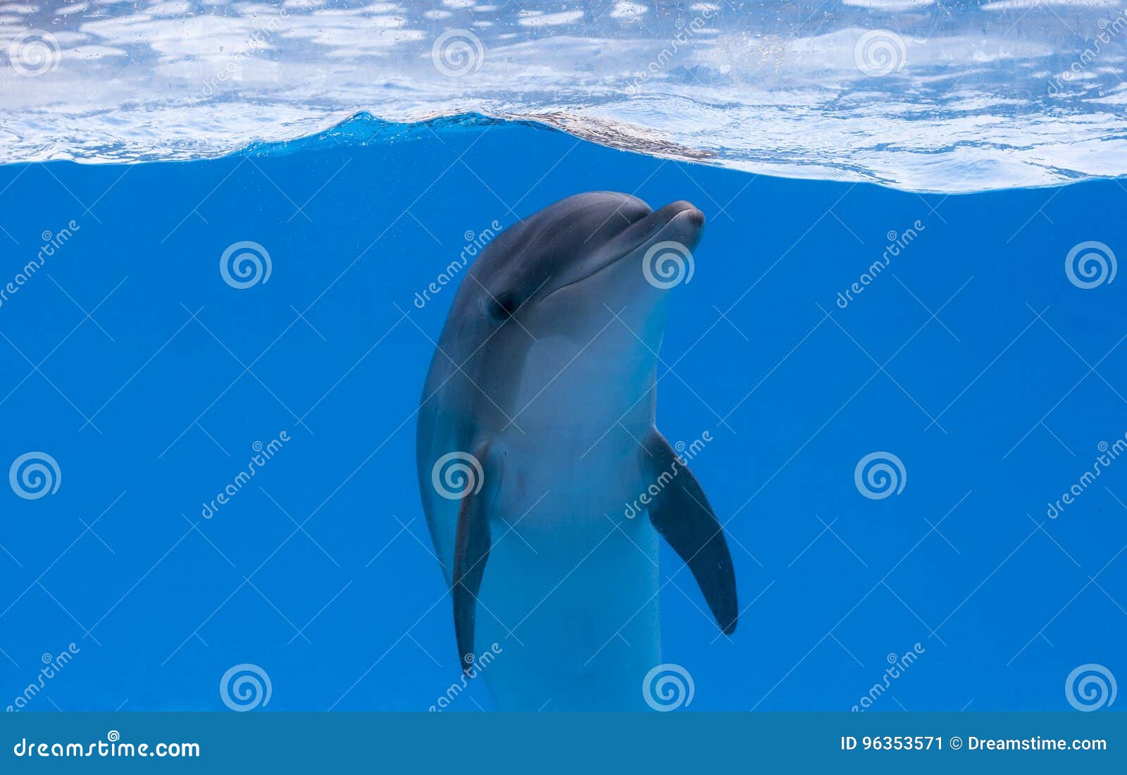 Happy Dolphin in Dolphinarium Under the Blue Water Stock Image - Image ...