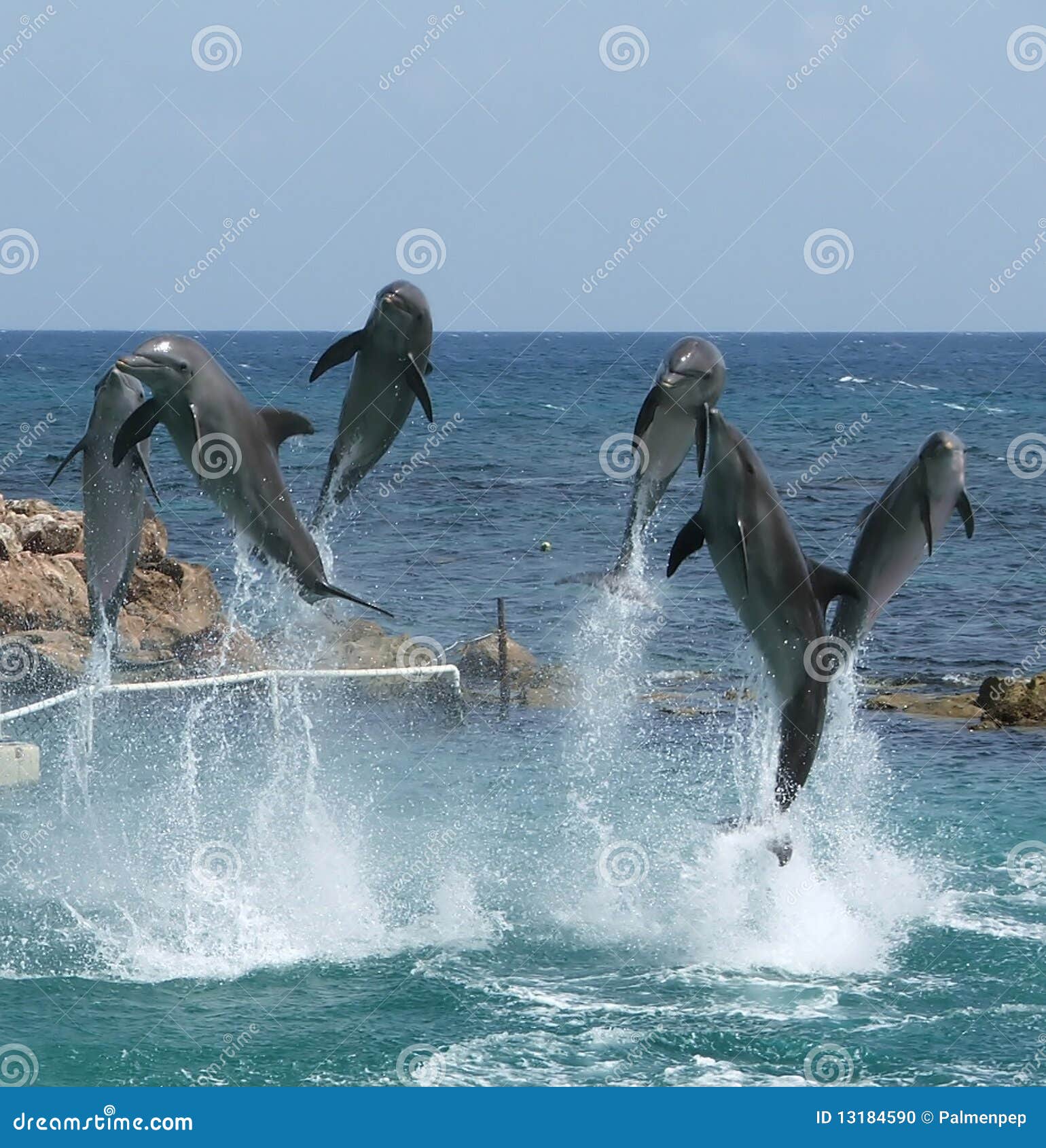 Happy Dolphins stock photo. Image of motion, boat, ocean - 13184590
