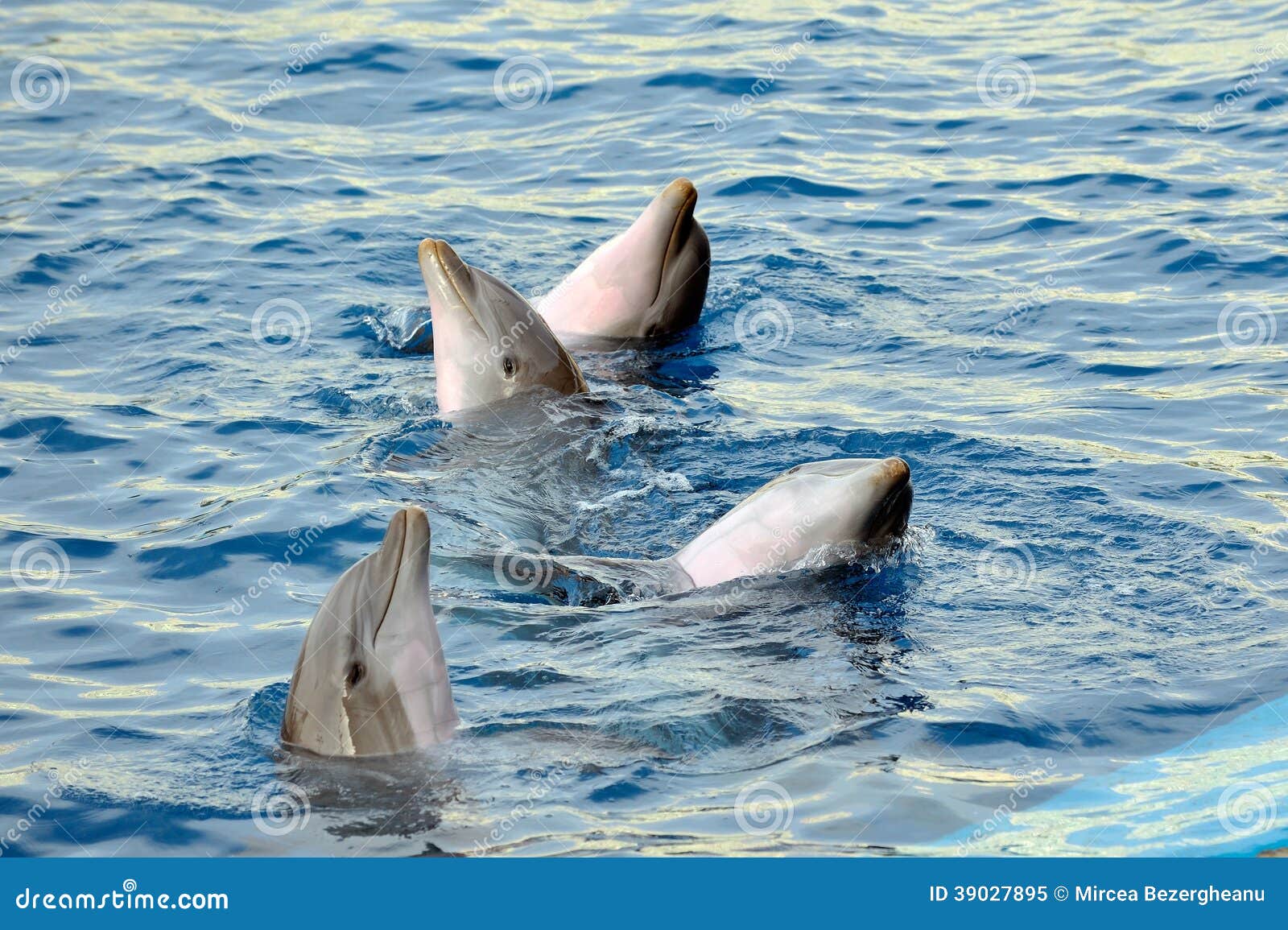Happy Dolphins in the Water Stock Image - Image of dolphin, grey: 39027895