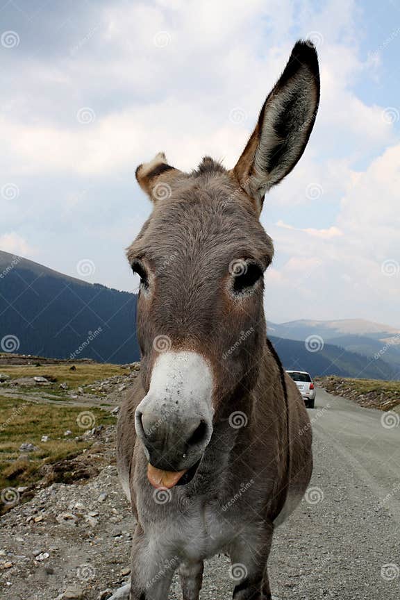Happy donkey stock image. Image of head, field, donkey - 11293449