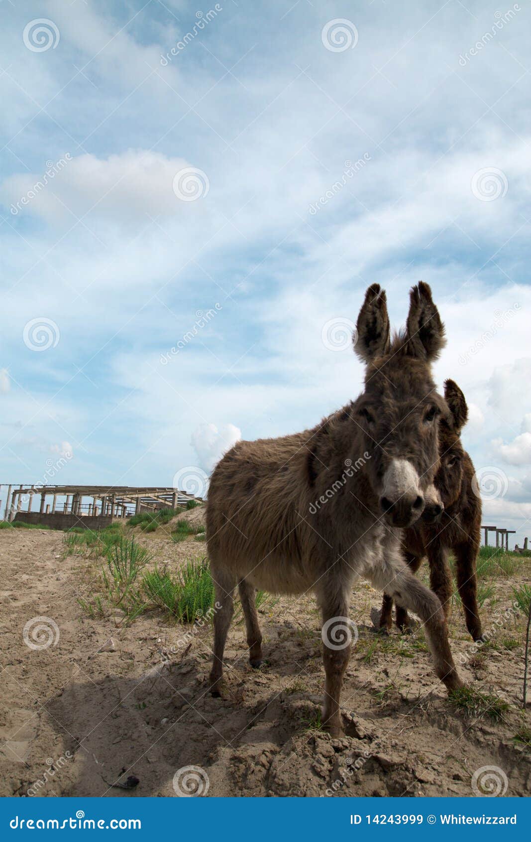 Happy donkey stock image. Image of care, coat, hair, hole - 14243999