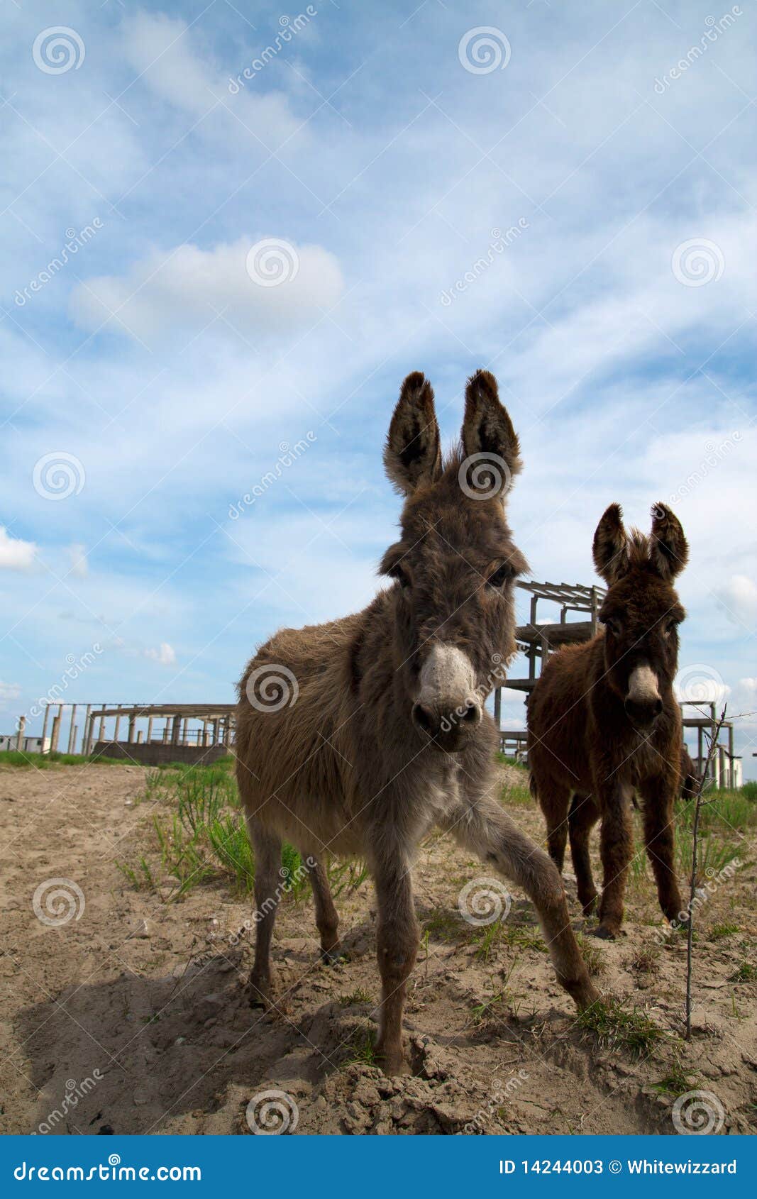 Happy donkey stock image. Image of human, care, hole - 14244003