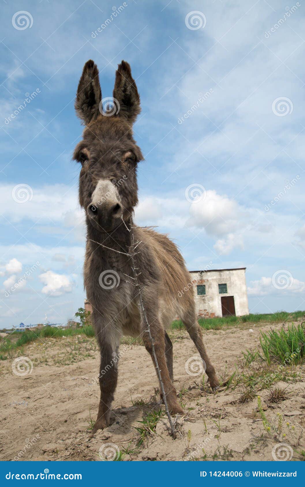 Happy donkey stock photo. Image of head, coat, cattle - 14244006
