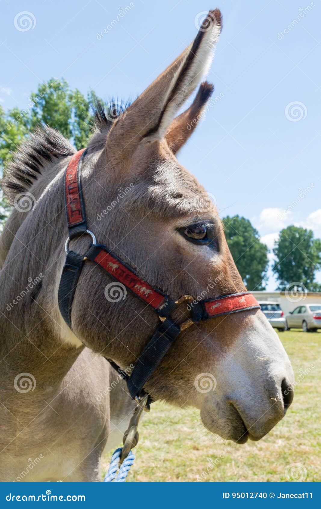 Happy Donkey stock photo. Image of humor, animal, head - 95012740