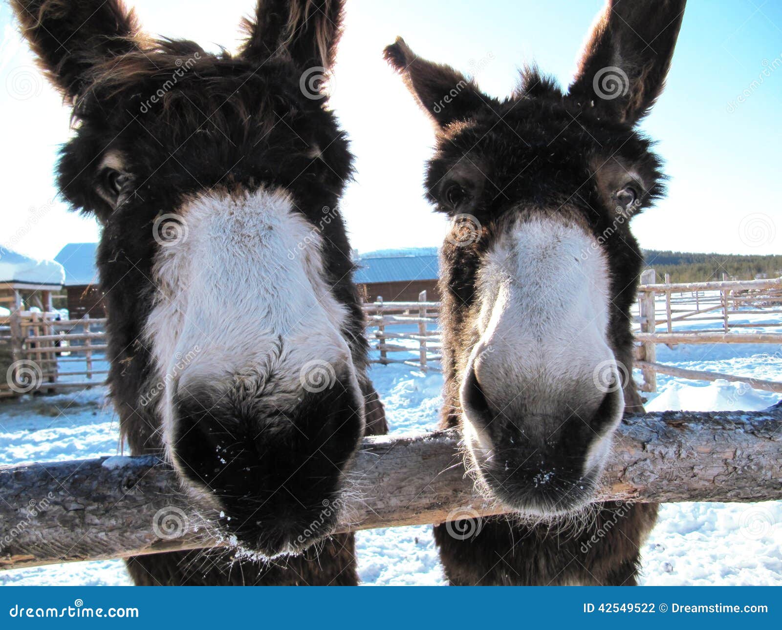 Happy Donkeys stock photo. Image of akaslompolo, lapland - 42549522