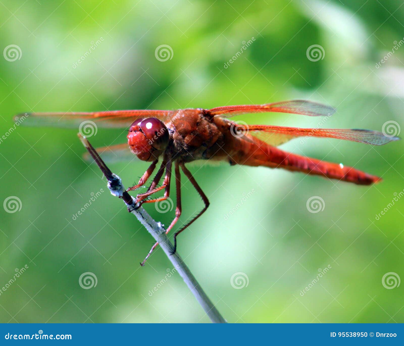 A Happy Dragonfly stock photo. Image of large, libellula - 95538950