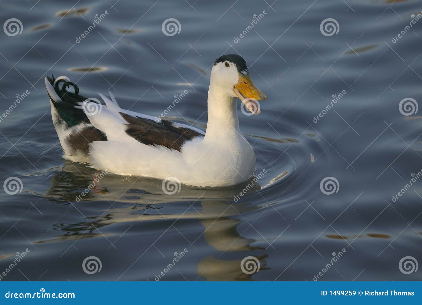 Happy duck stock image. Image of duck, swimming, beak - 1499259