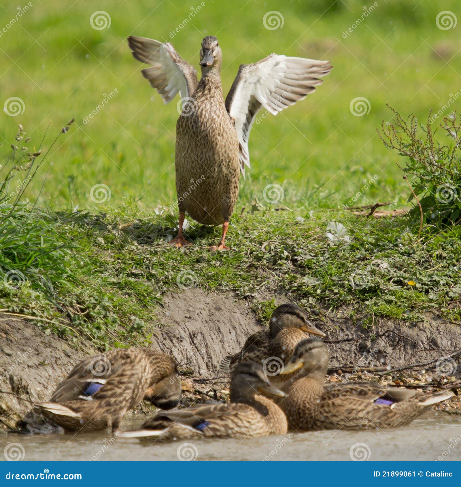Happy Duck stock image. Image of blue, dance, duck, feathers - 21899061