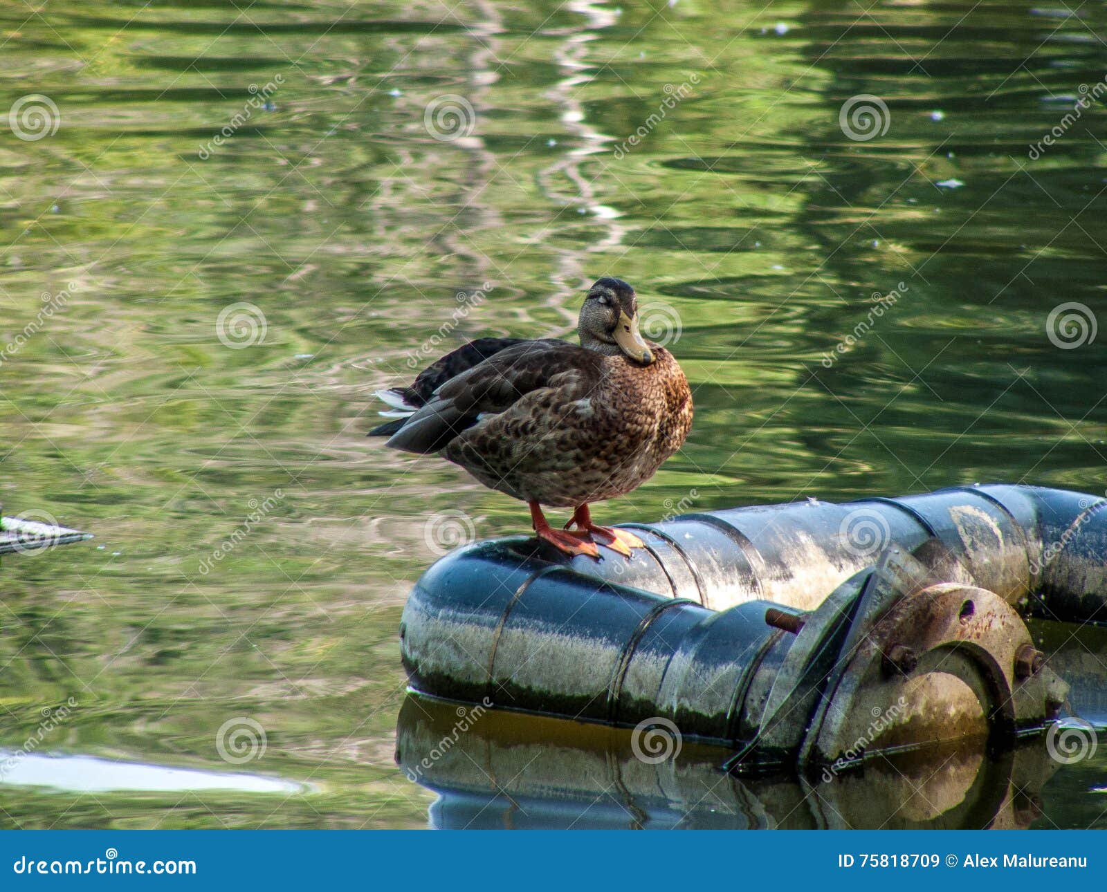 Happy Duck Stock Photo | CartoonDealer.com #88113696