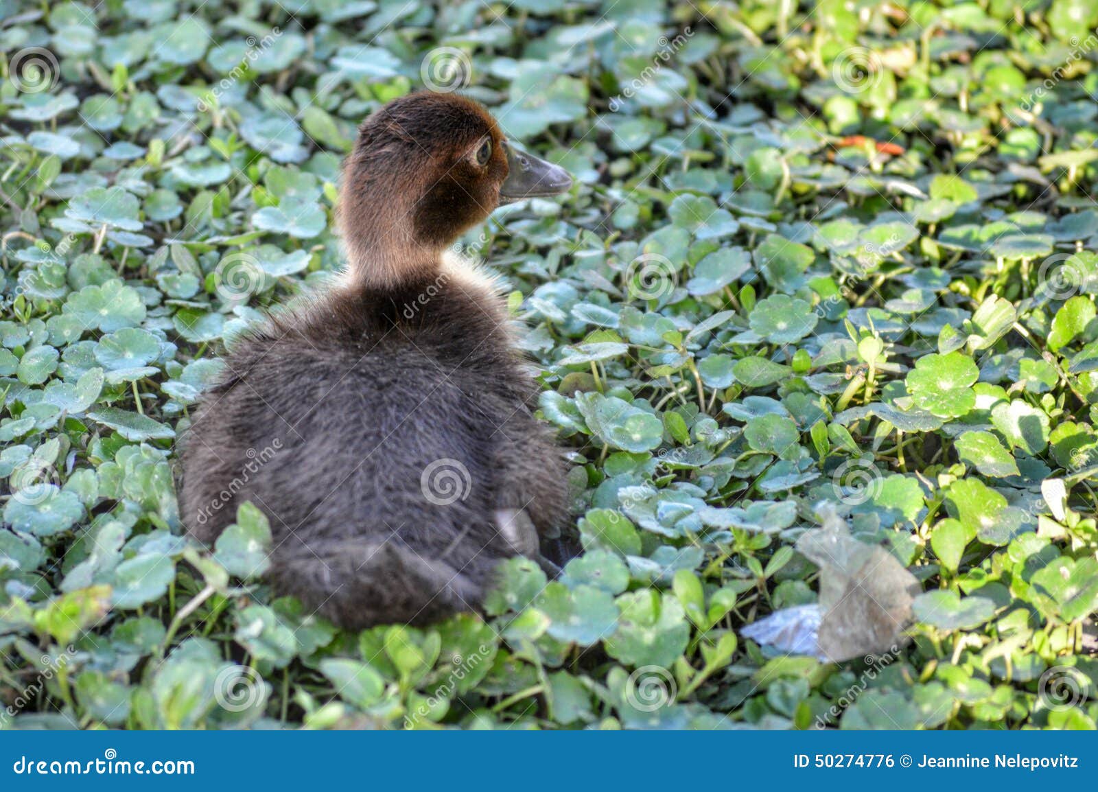 Happy Duckling stock photo. Image of clover, happy, sitting - 50274776