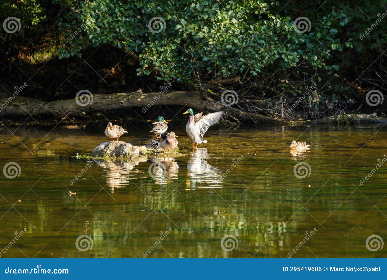 Happy Ducklings in River Semois Belgium Stock Photo - Image of ...