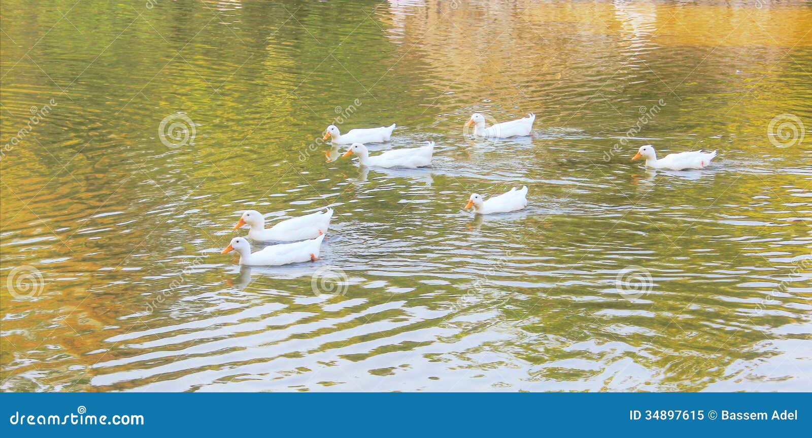 The Happy Ducks in the Lake Stock Image - Image of water, river: 34897615