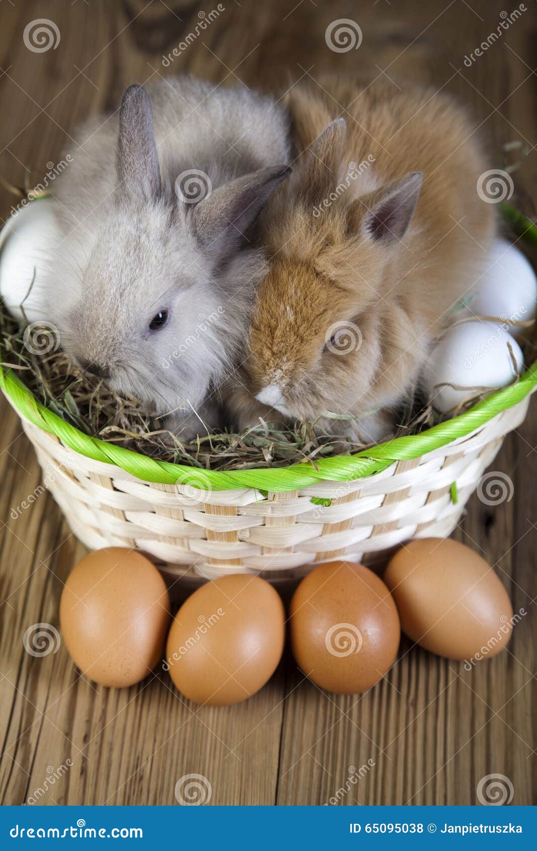 Happy easter, Baby bunny stock photo. Image of springtime - 65095038