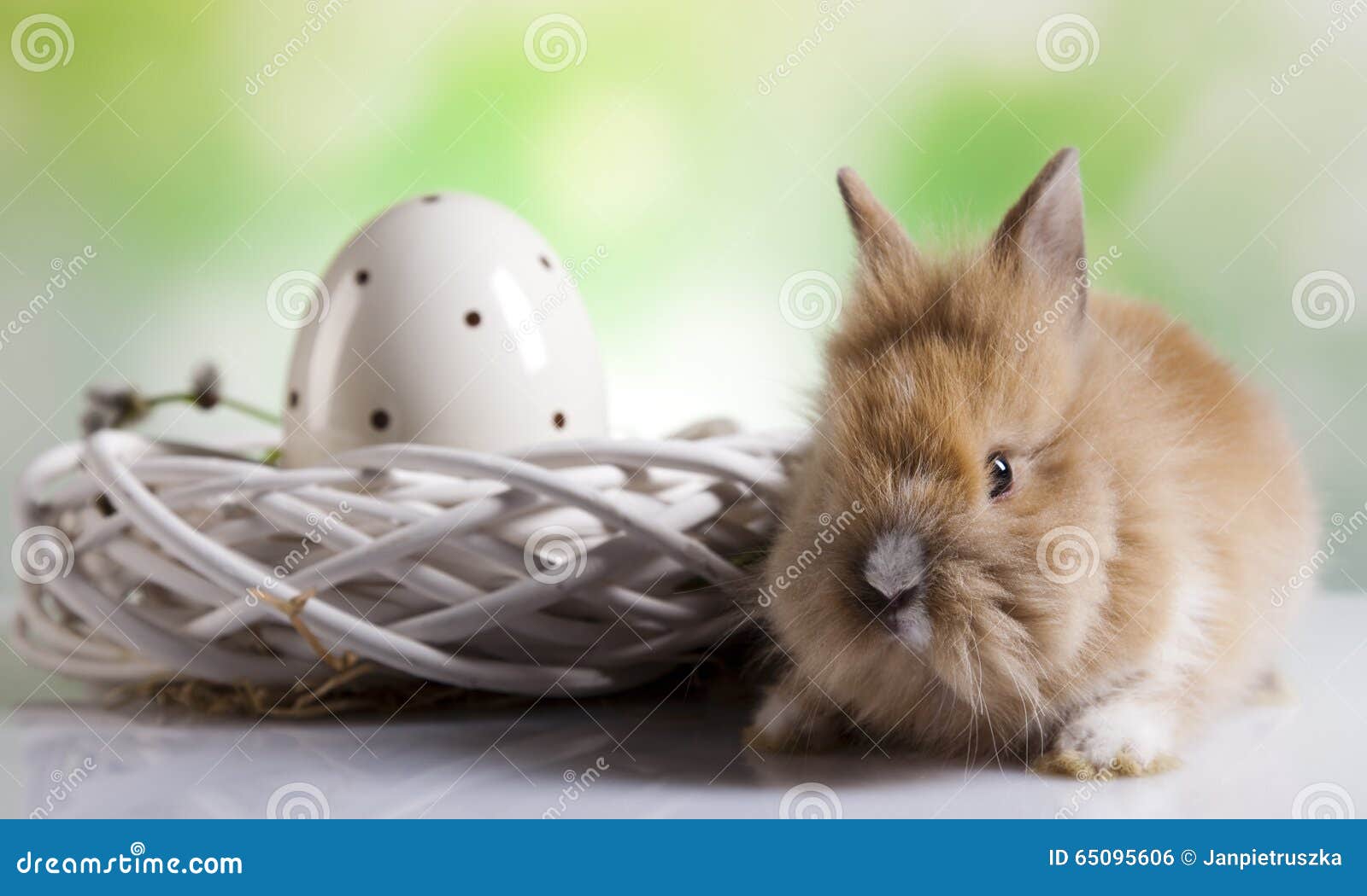 Happy Easter, Baby Bunny, Springtime Stock Photo - Image of baby, pets ...