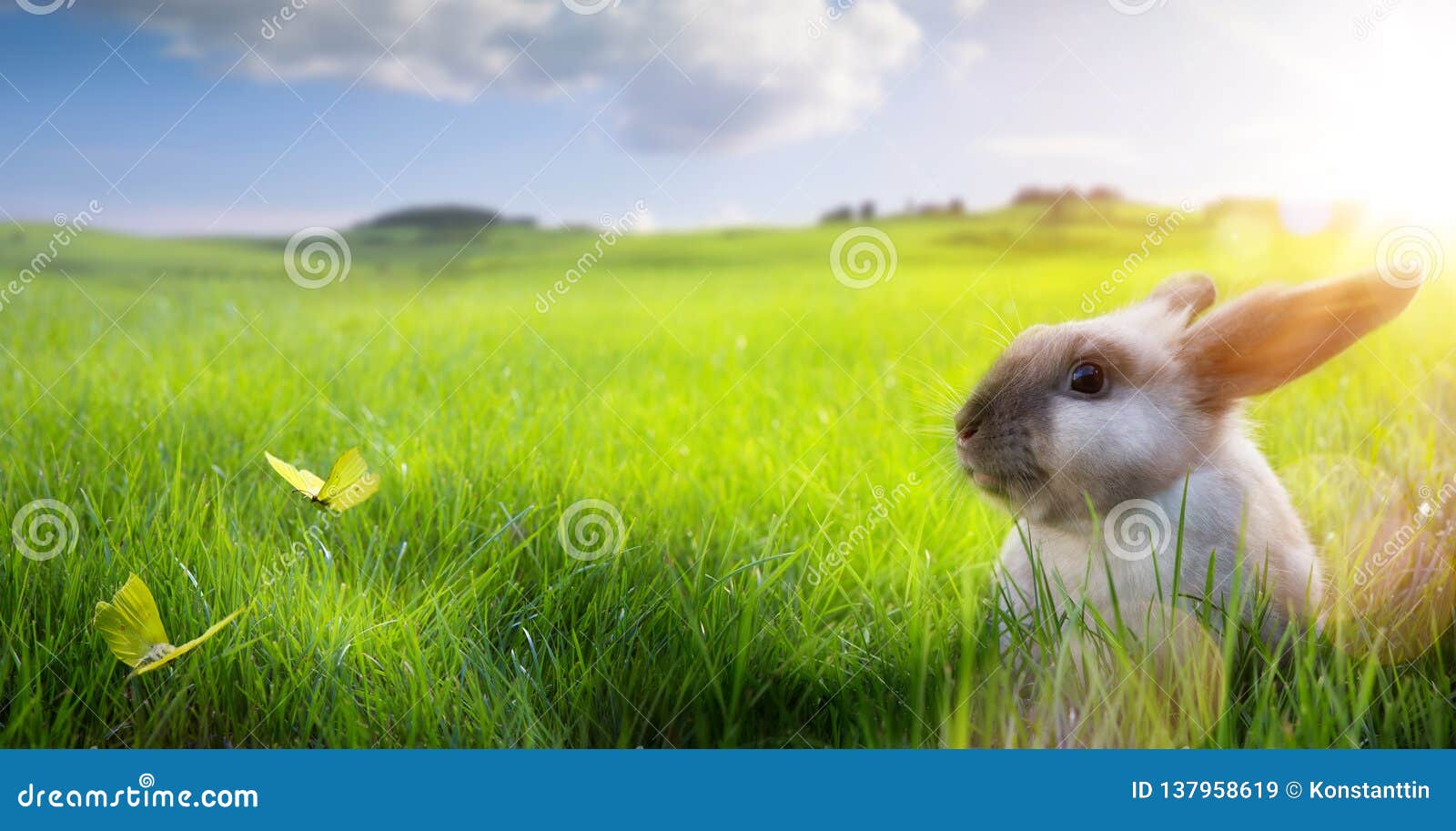 Art Happy Easter; Easter Bunny on Flowering Spring Field Stock Image ...