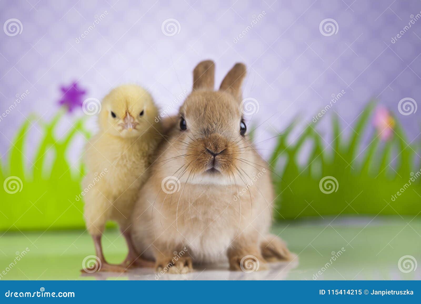 Little chick on rabbit stock image. Image of leveret - 115414215