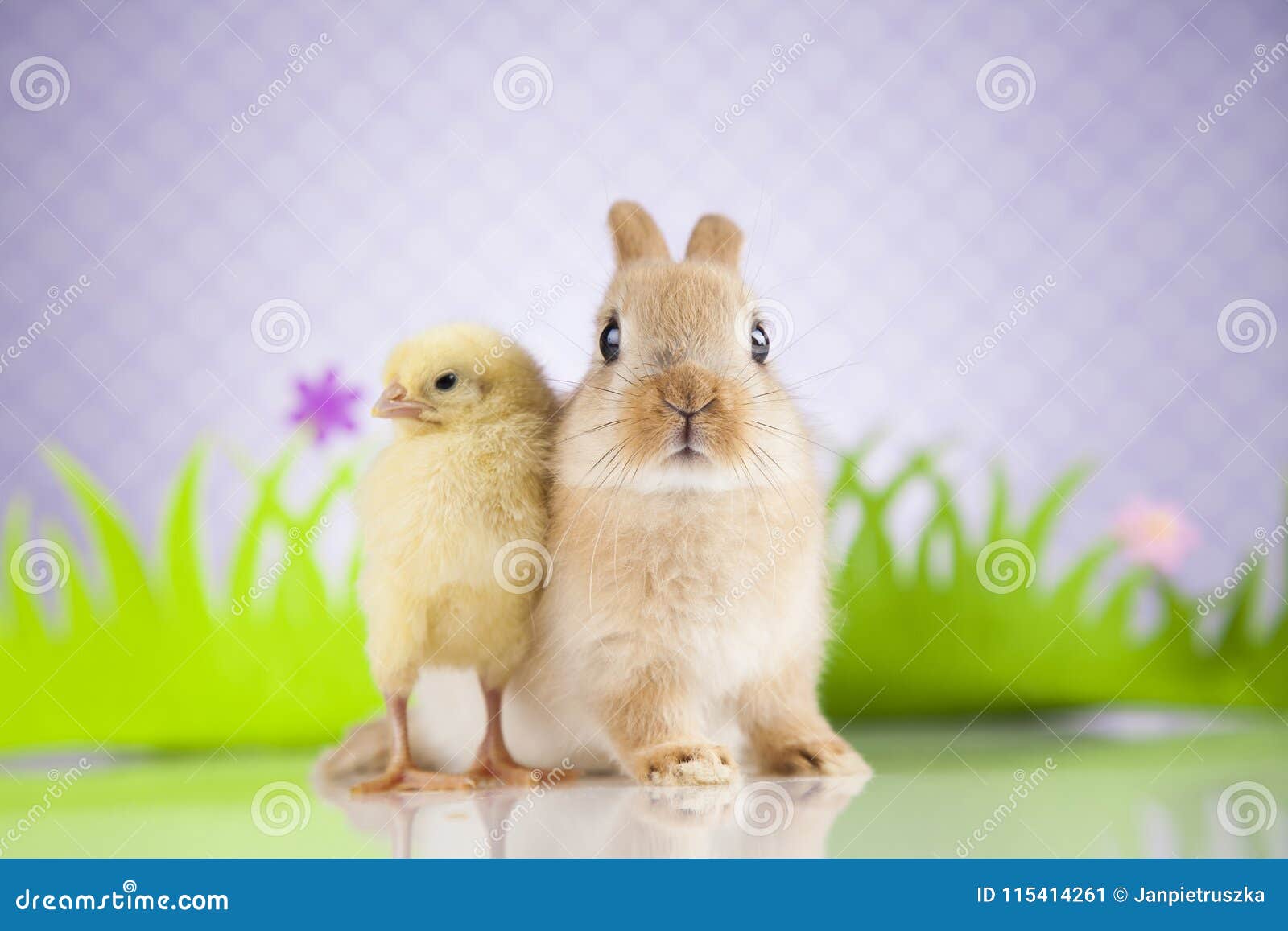 Little chick on rabbit stock image. Image of leveret - 115414261
