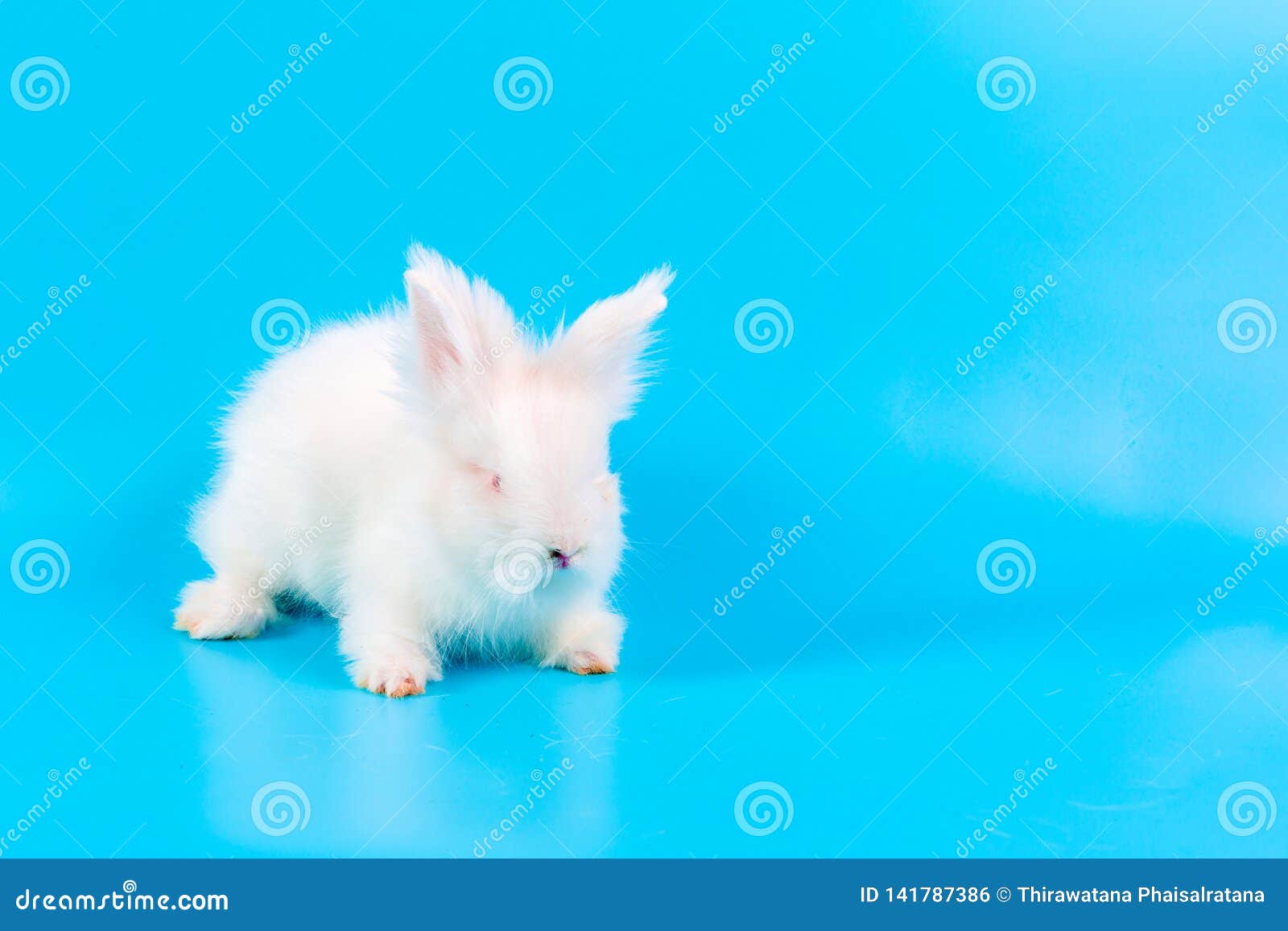 Happy Easter Day. White Rabbit on Blue Background Stock Photo - Image ...