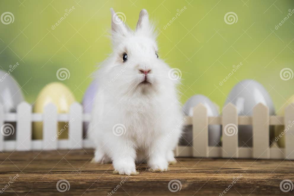 Happy Easter,Eggs, Baby Bunny Stock Photo - Image of background, white ...