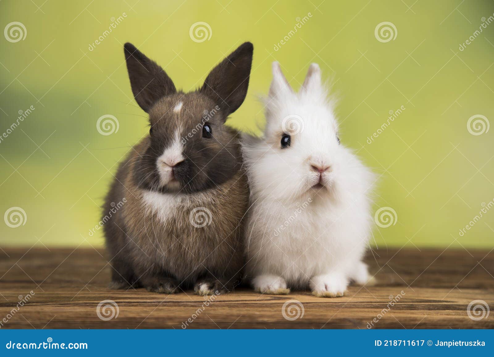 Happy Easter,Eggs, Baby Bunny Stock Image - Image of fluffy, portrait ...