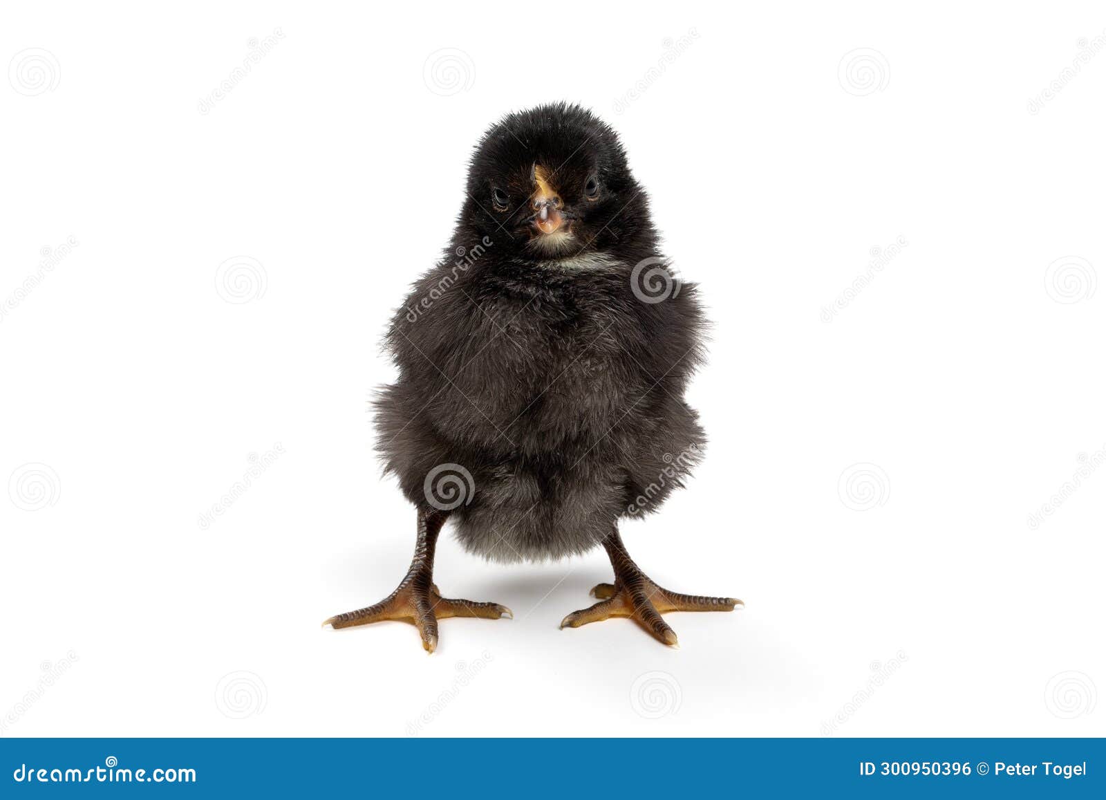 Happy Easter! Single Newborn Easter Chick: Symbol of Spring Renewal ...