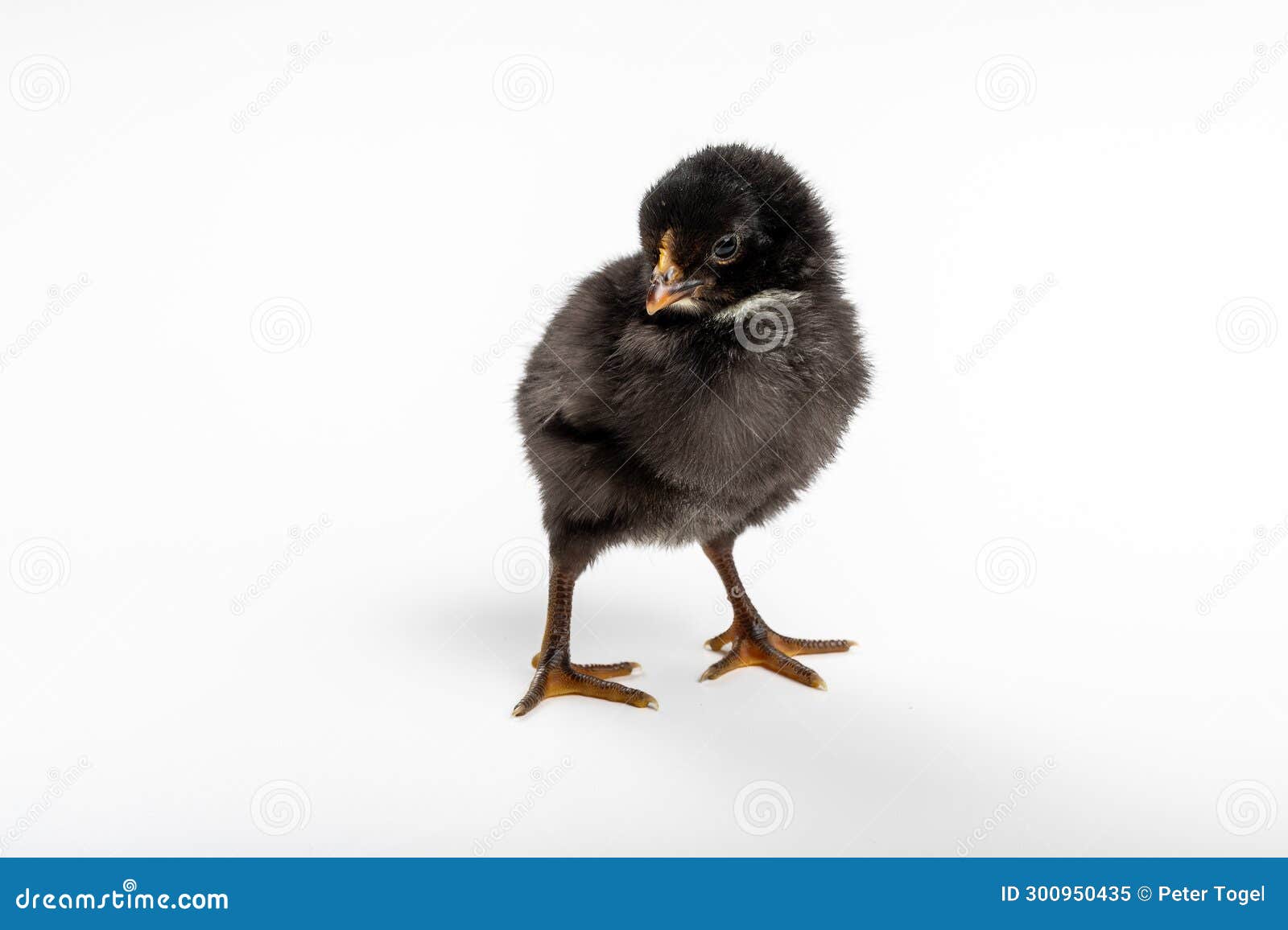 Happy Easter! Single Newborn Easter Chick: Symbol of Spring Renewal ...