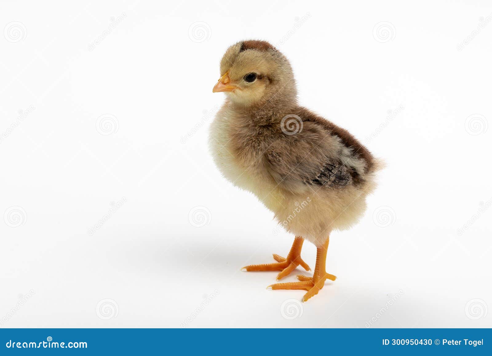 Happy Easter! Single Newborn Easter Chick: Symbol of Spring Renewal ...