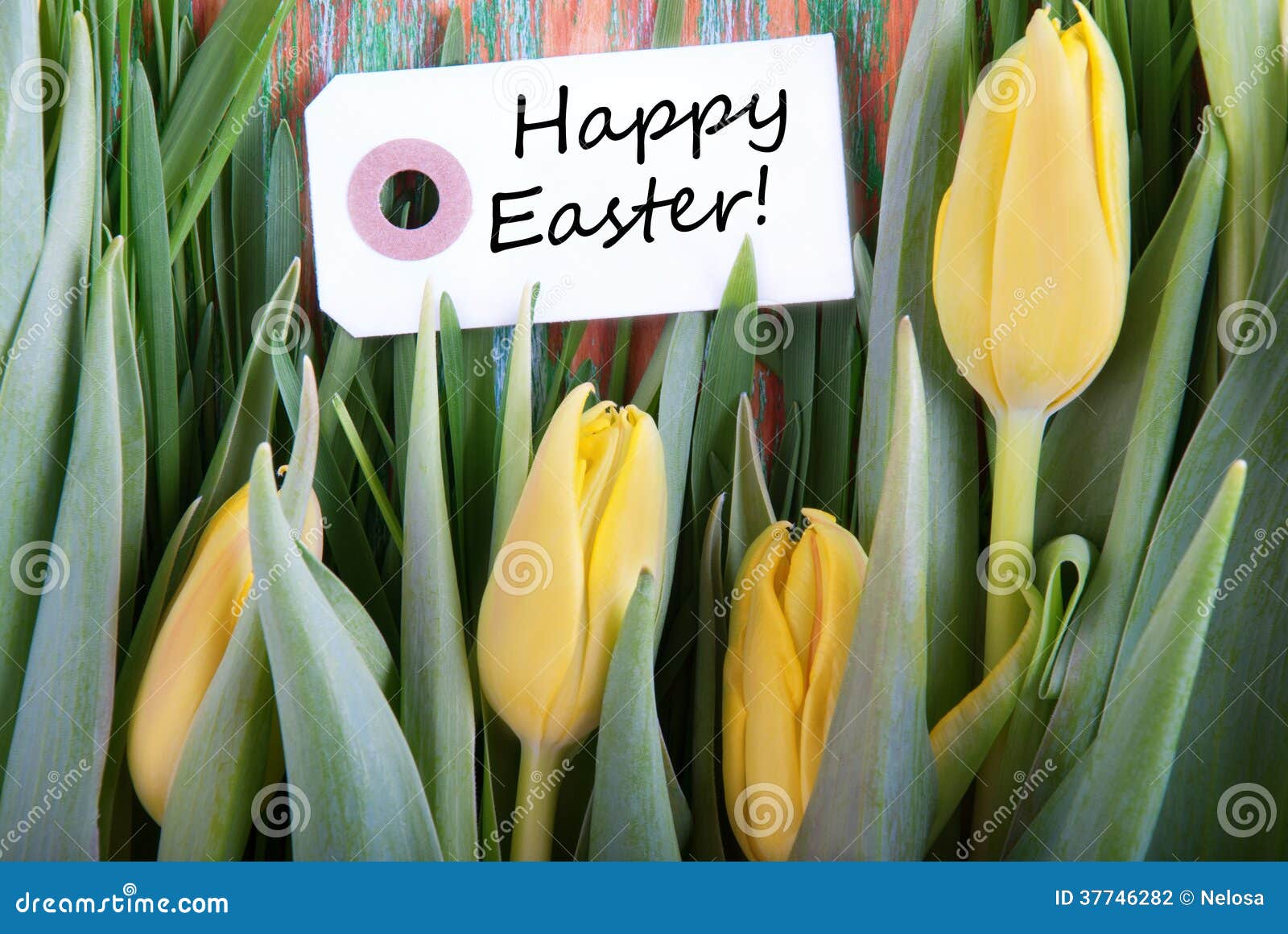 Happy Easter with Tulips stock photo. Image of text, grass - 37746282