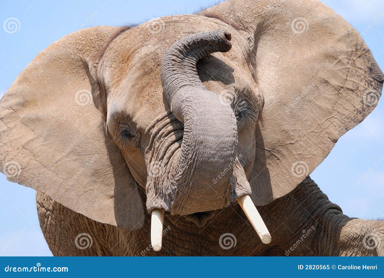 Happy elephant stock image. Image of sunny, mammal, animals - 2820565