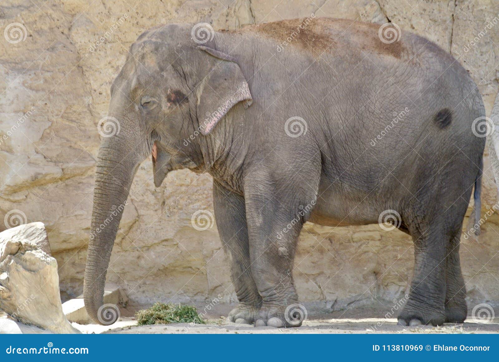 Happy elephant stock image. Image of elephant, happy - 113810969