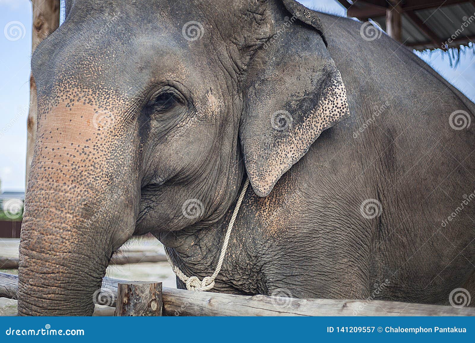 Happy elephant in zoo stock image. Image of mammal, smiling - 141209557