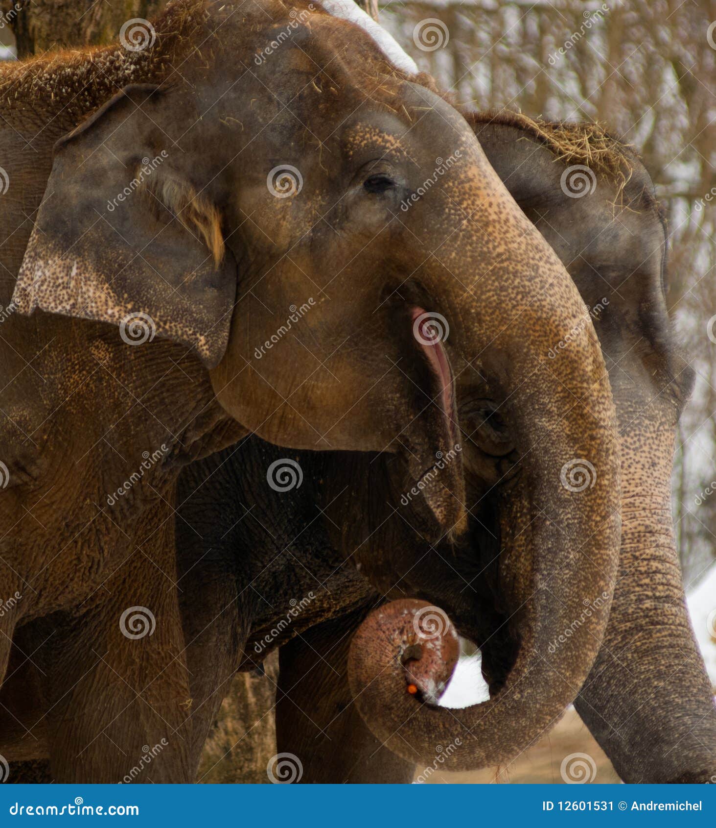 Happy elephants stock image. Image of happy, animals - 12601531