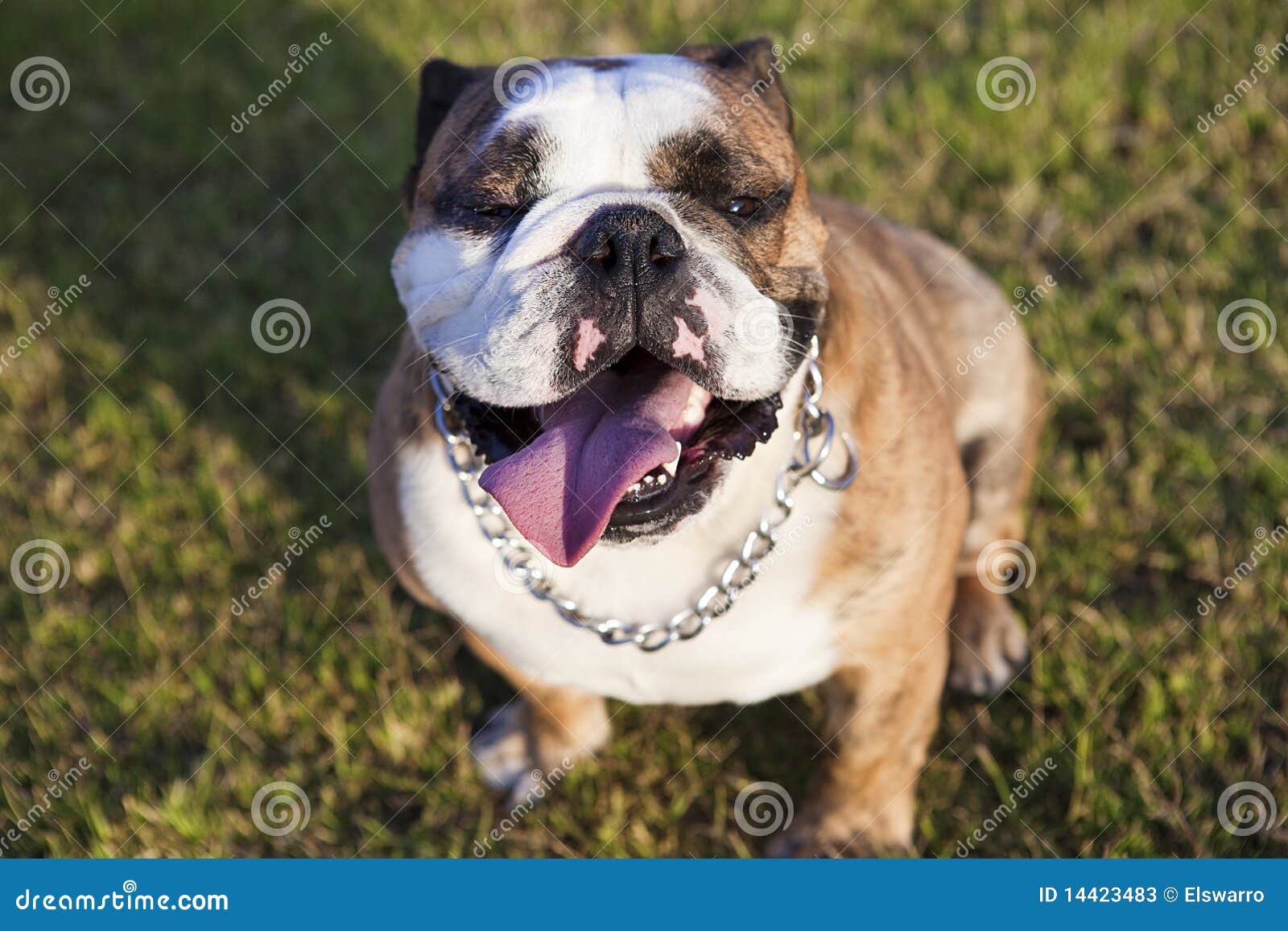 Happy English Bulldog stock image. Image of brindle, bulldog - 14423483