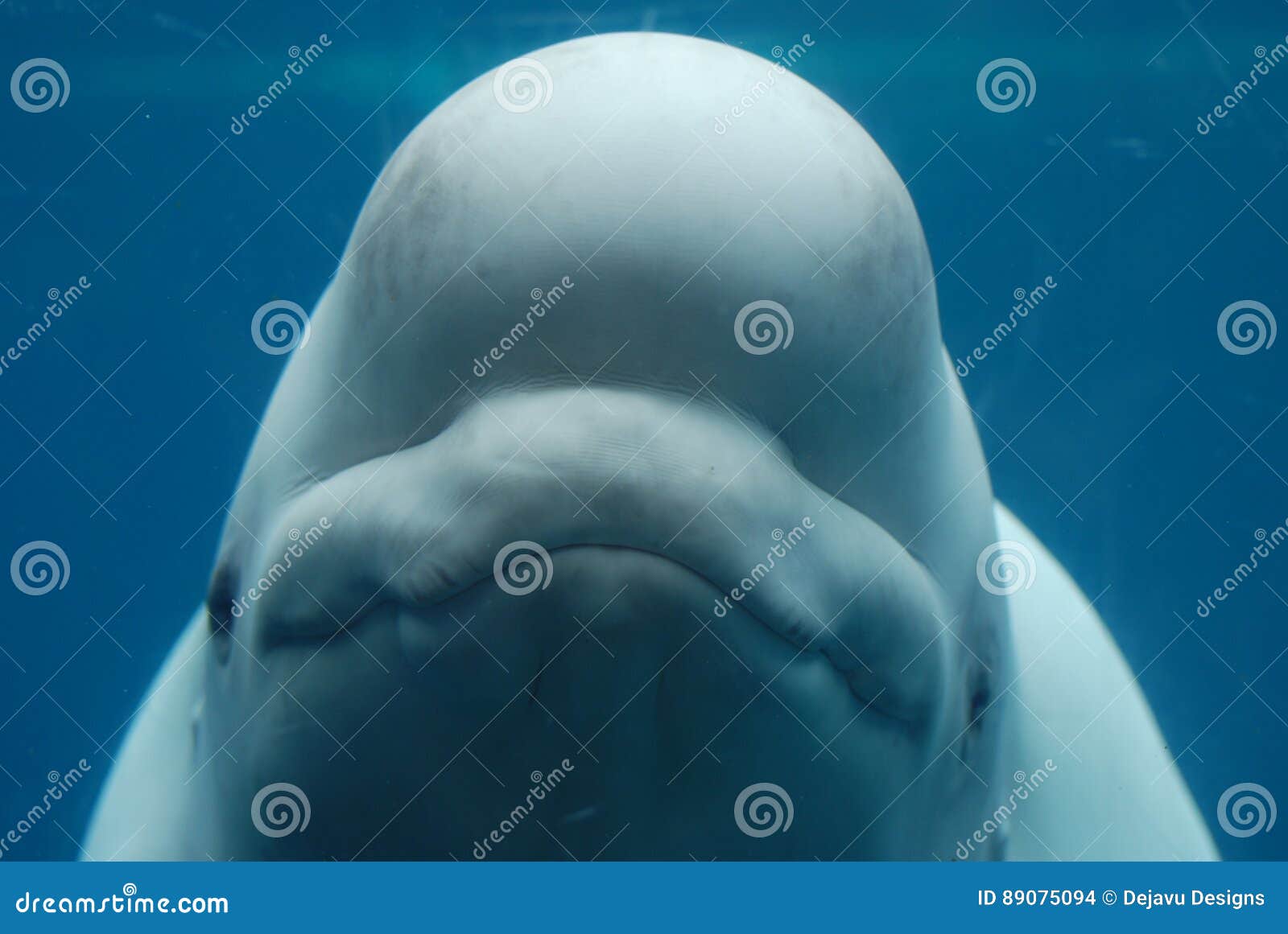 Happy Face of a Beluga Whale Underwater Stock Photo - Image of life ...