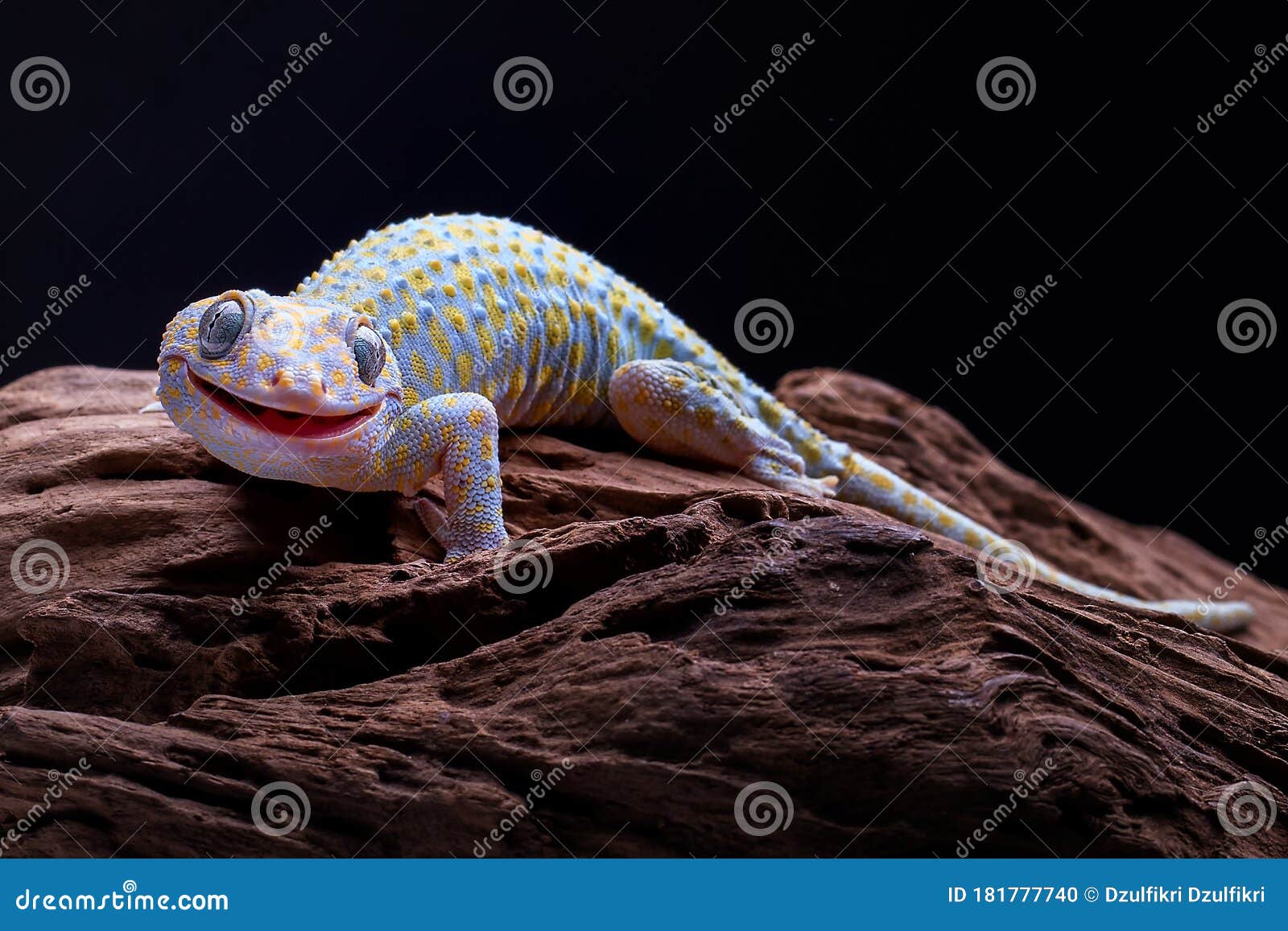 A Happy Face from the Gecko Enjoying the Day Stock Photo - Image of ...