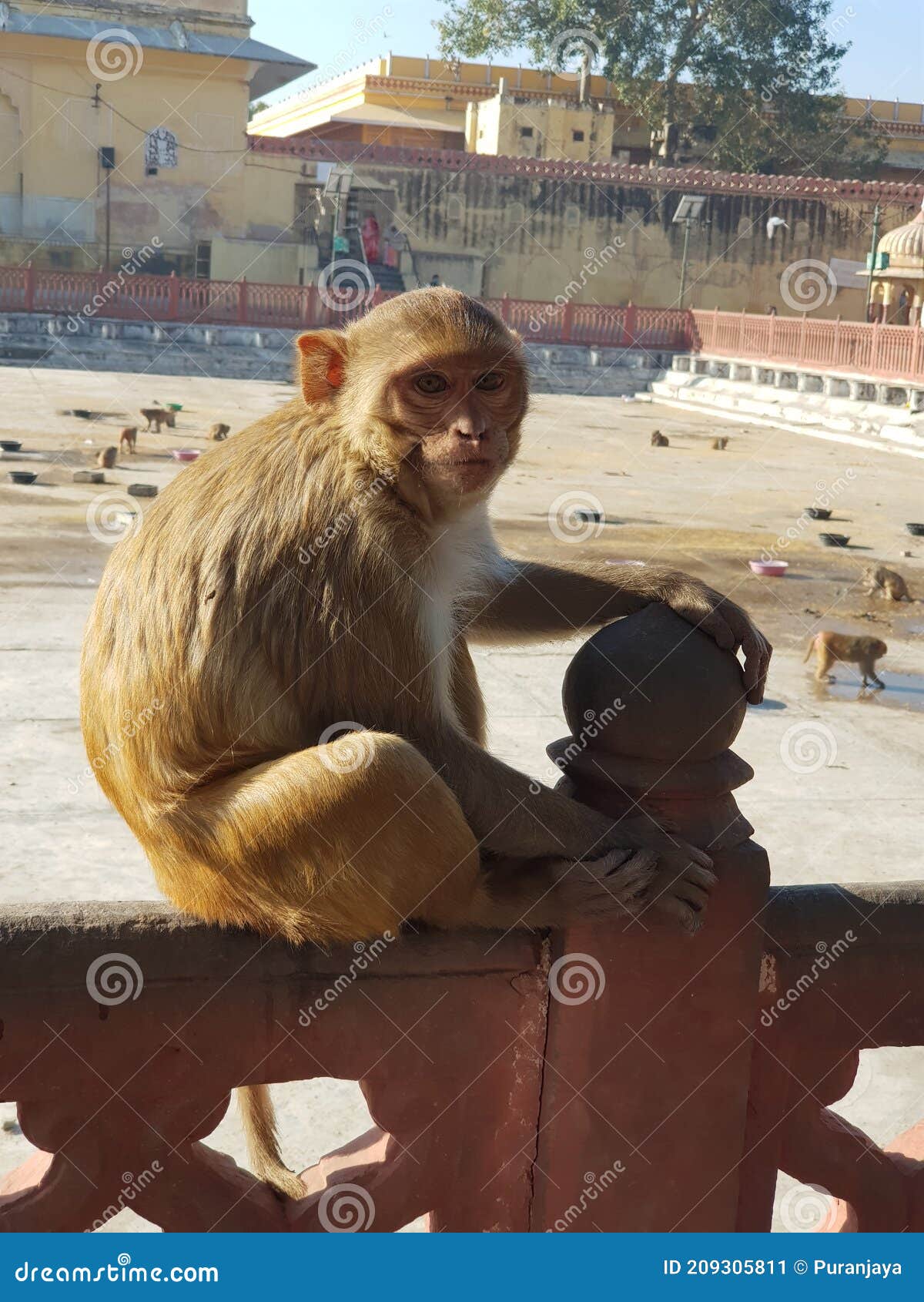Happy Face Indian Monkey in the Temple Jaipur Stock Image - Image of ...