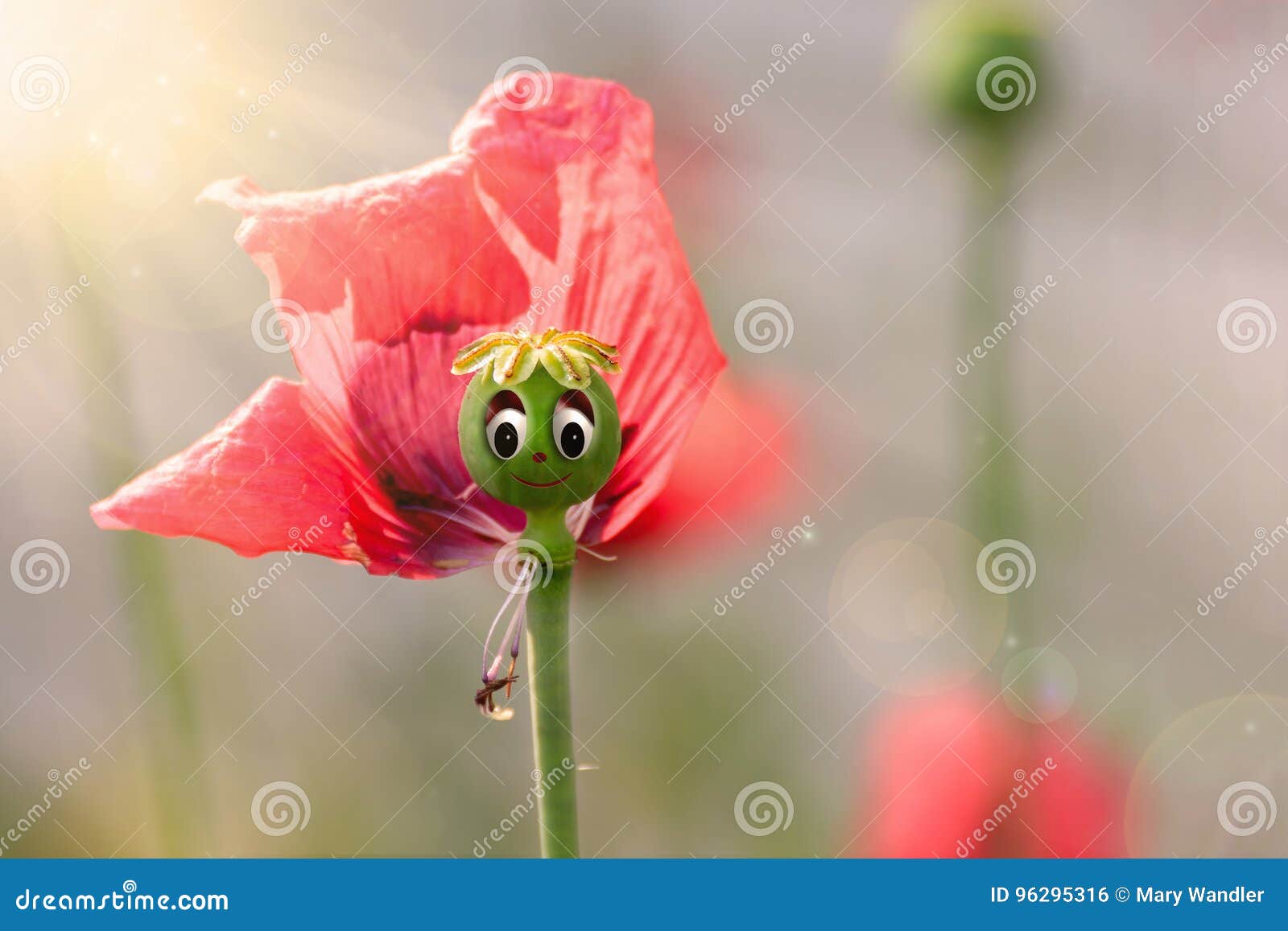 Happy Face Poppy stock illustration. Illustration of happy - 96295316