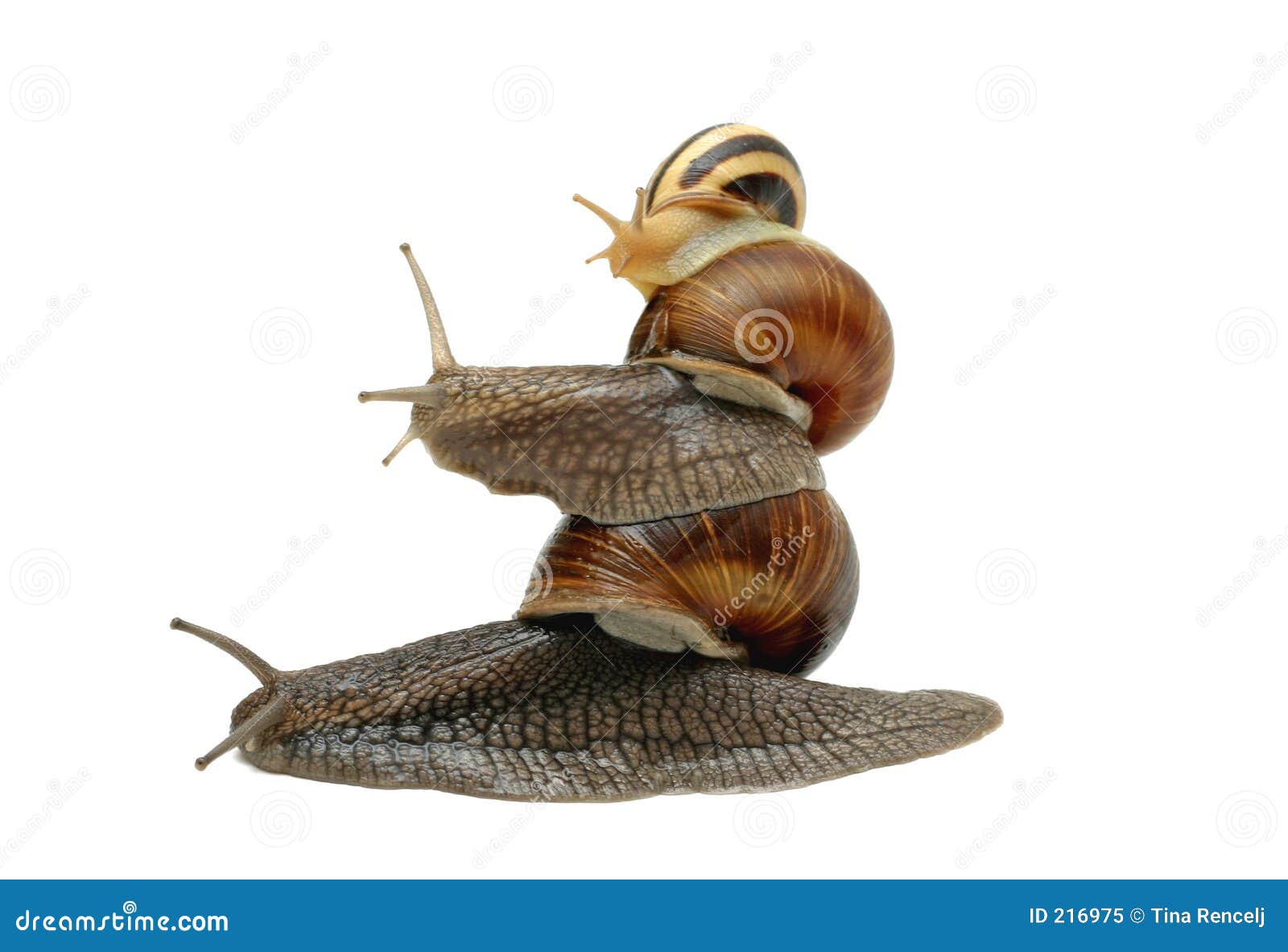120 Mom Snail Stock Photos - Free & Royalty-Free Stock Photos from ...