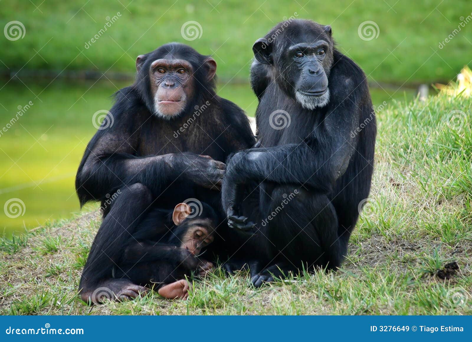 Happy family stock image. Image of grass, protection, forest - 3276649
