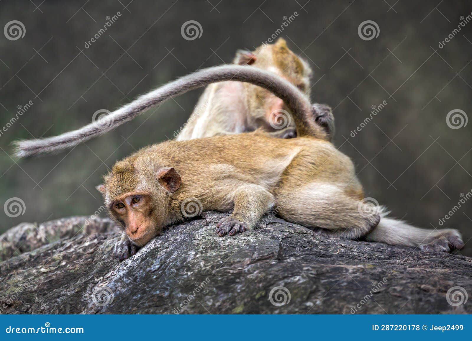 Happy family of macaques. stock photo. Image of animal - 287220178
