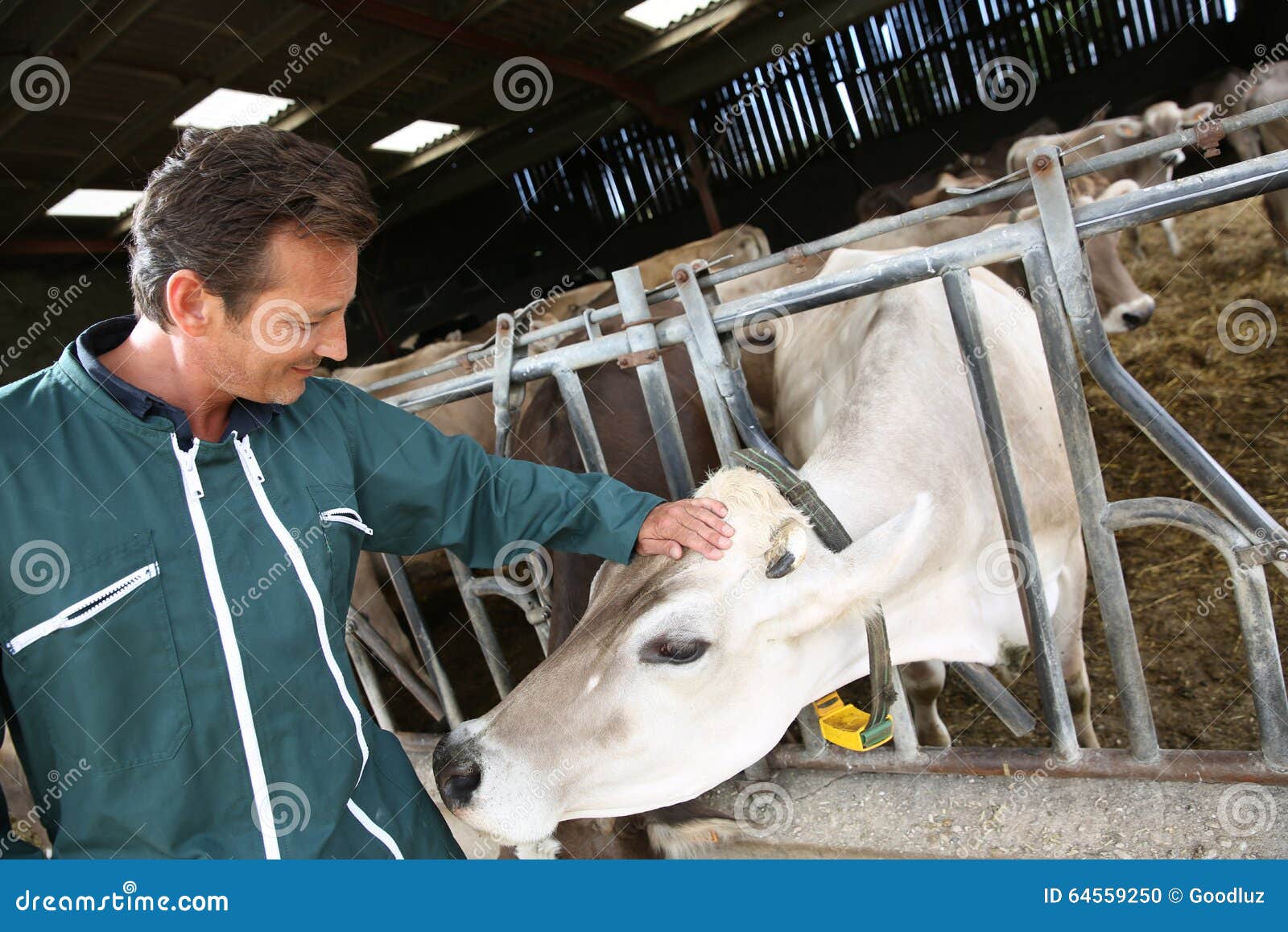 Happy Farmer Petting Cow in the Barn Stock Photo - Image of agriculture ...