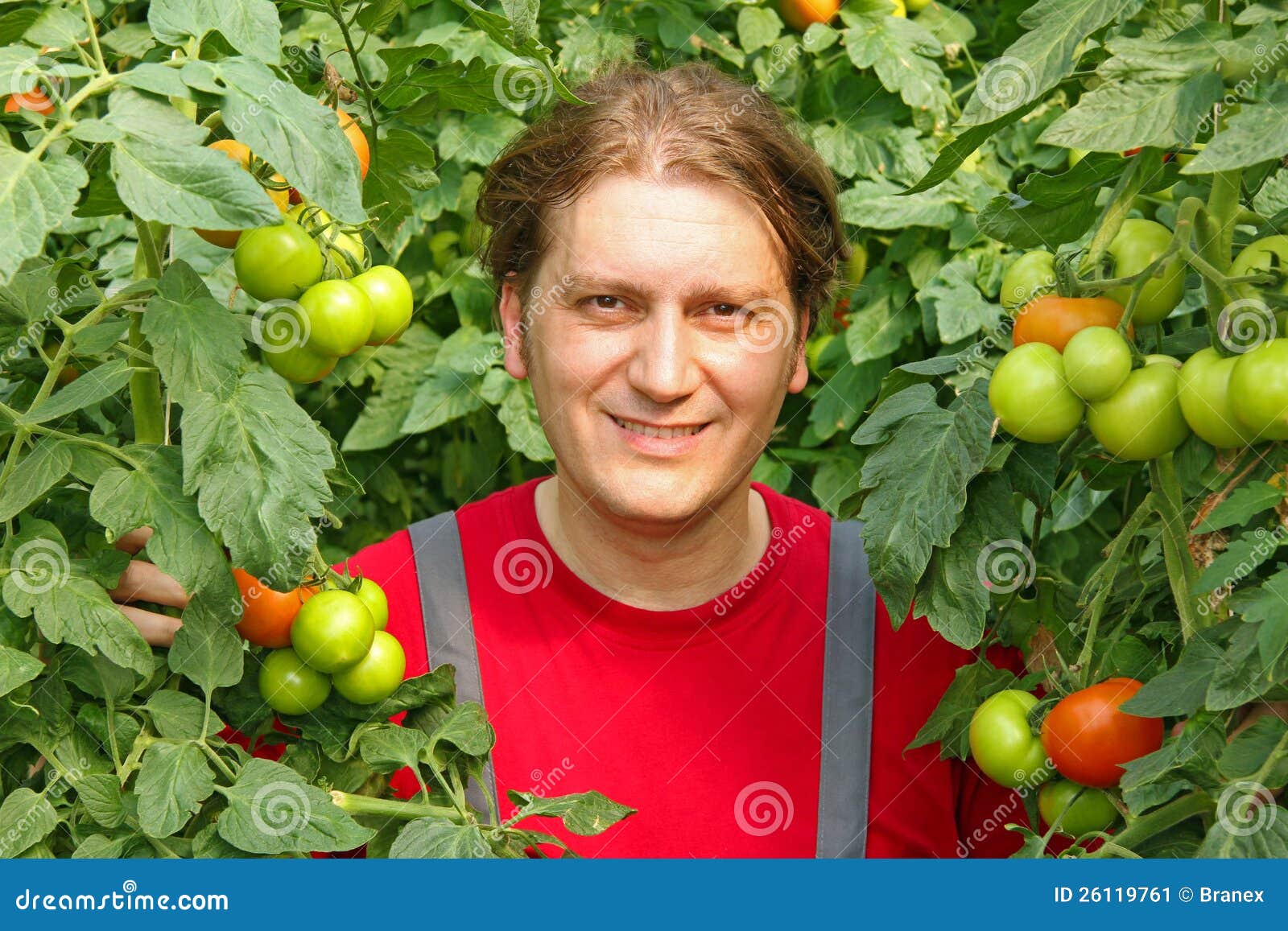 Happy Farmer Picking Tomato Stock Image - Image of fresh, freshness ...